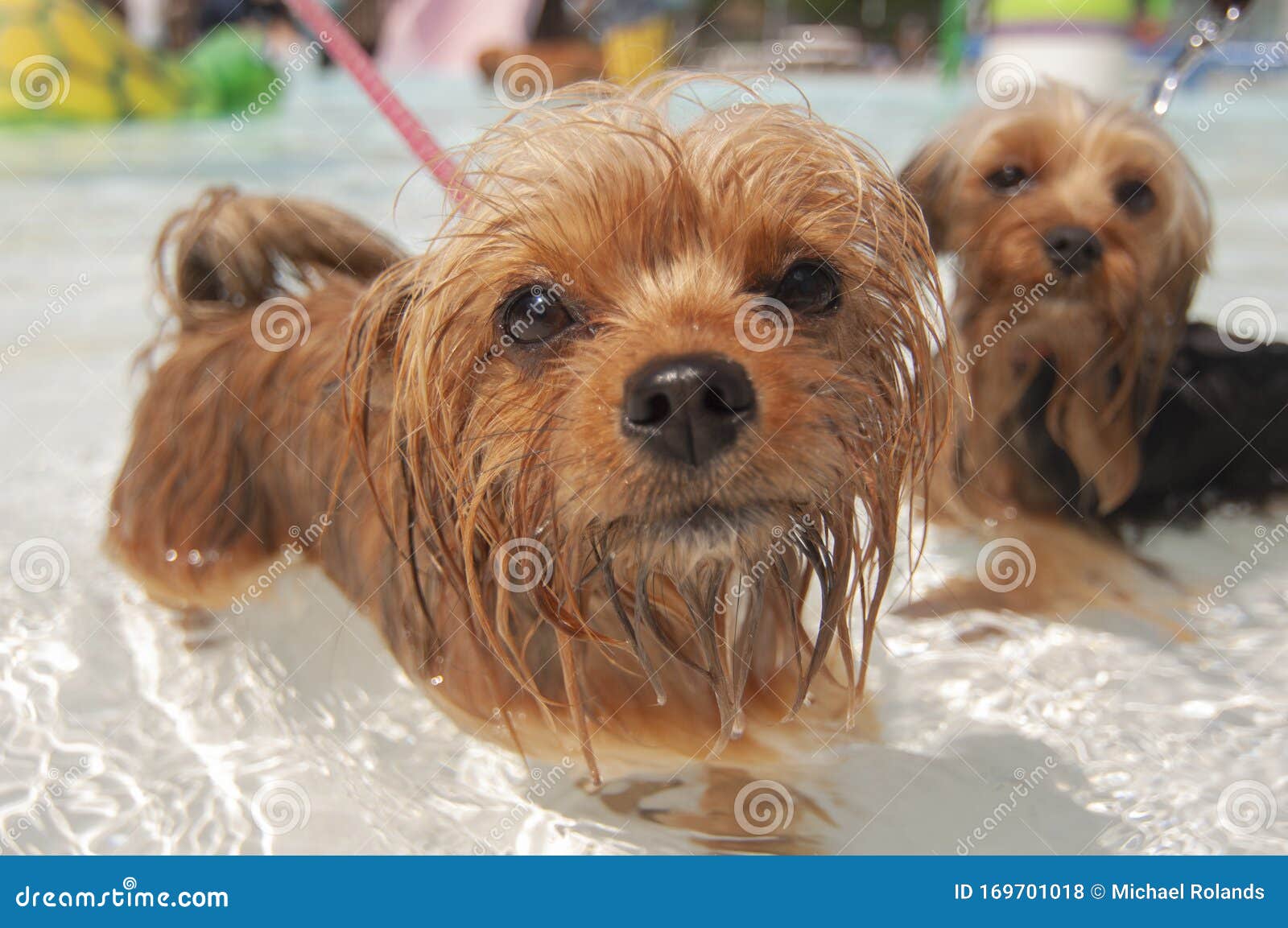Two Dogs Playing in a Pool stock photo. Image of mammal - 169701018