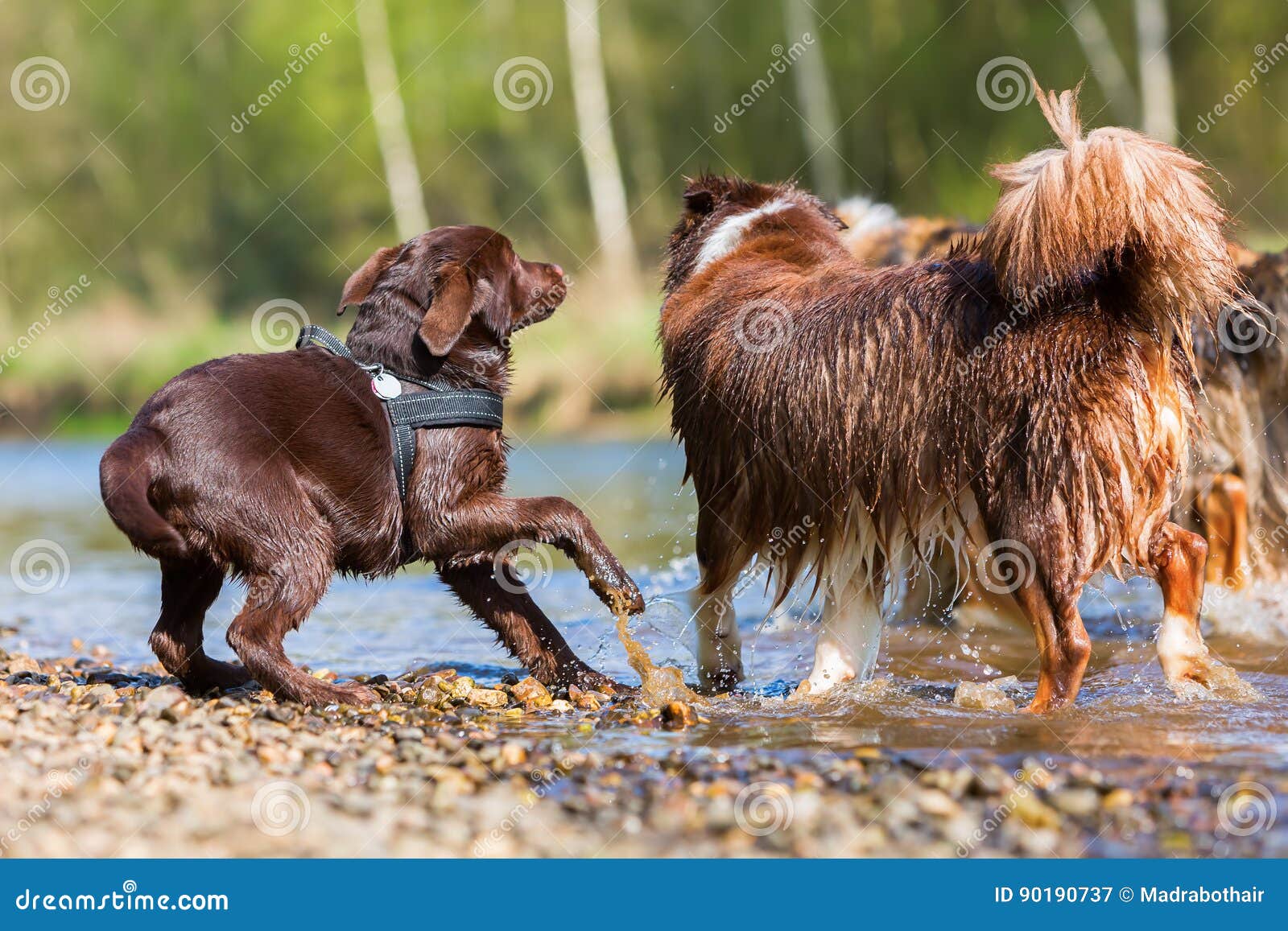 Two Dogs Playing at the River Stock Image - Image of outdoor, river ...
