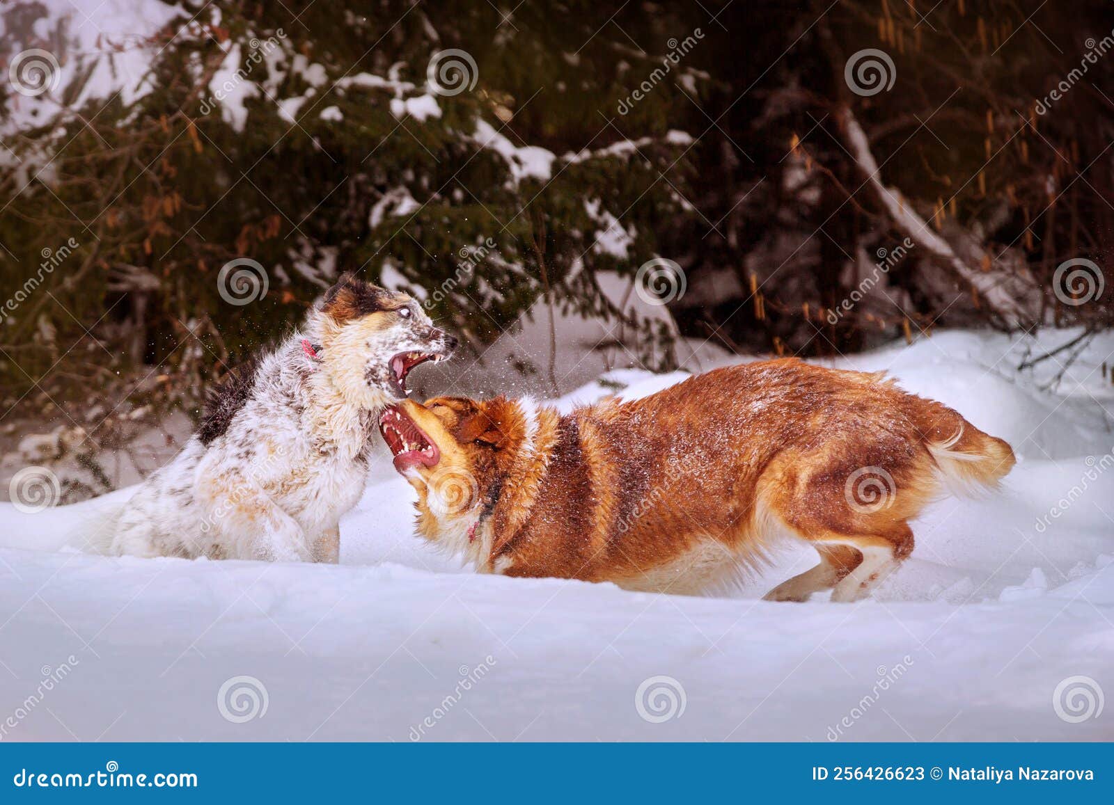 Two Dogs Playing Rough in Snow Stock Image - Image of outdoors, male ...