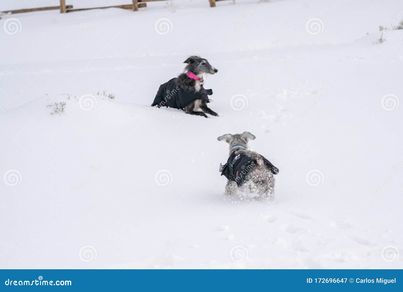 Two Dogs Playing and Running in the Snow Stock Image - Image of couple ...