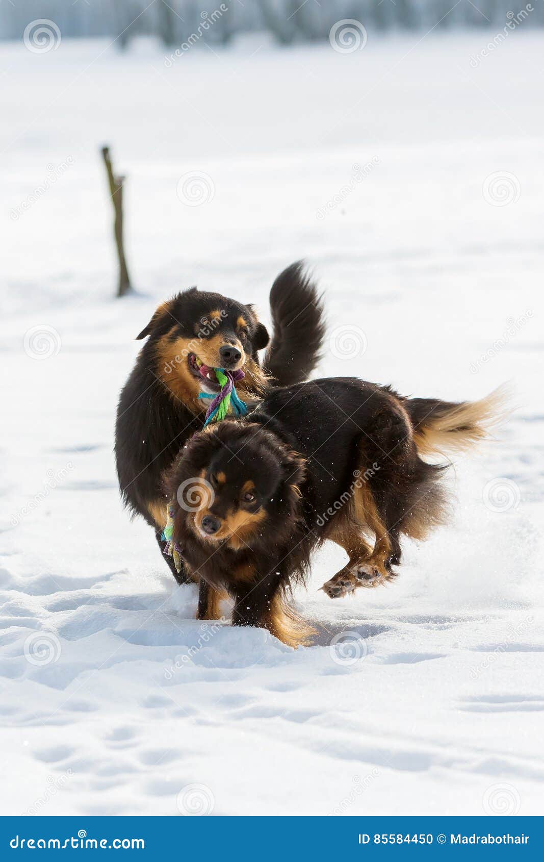 Two Dogs Playing in the Snow Stock Photo - Image of winter, outdoor ...