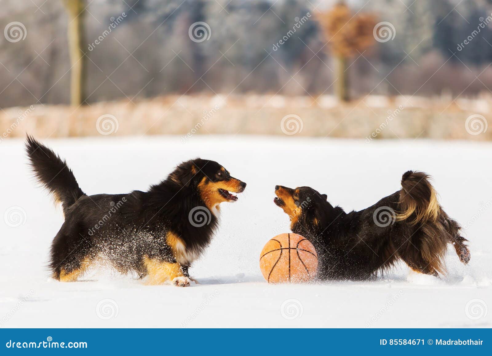 Two Dogs Playing in the Snow Stock Image - Image of outdoor, winter ...