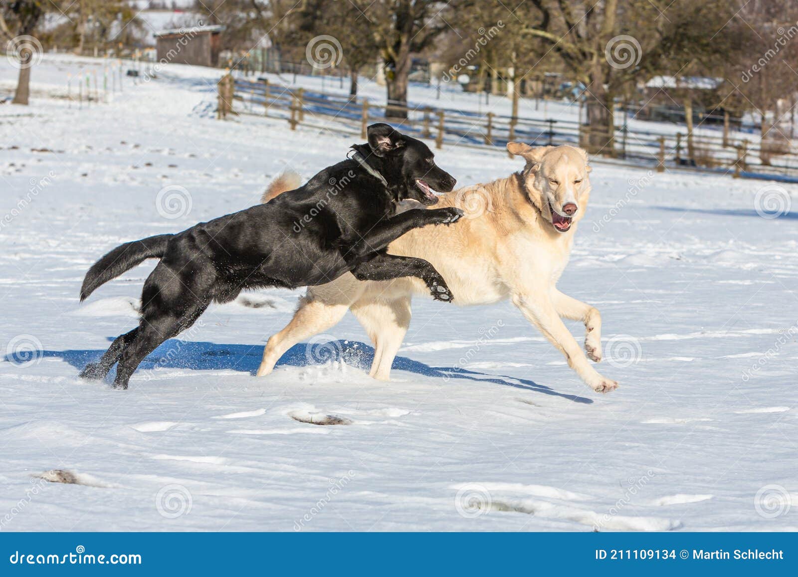Two Dogs Playing in the Snow Stock Photo - Image of time, playing ...