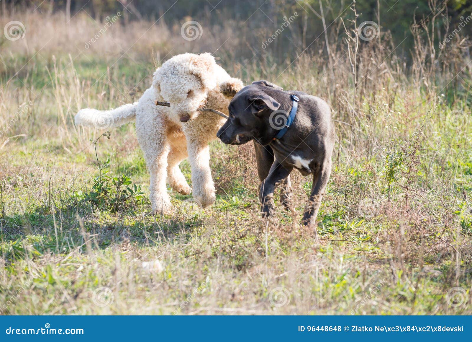 Two Dogs Playing with the Stick Stock Photo - Image of heat, great ...