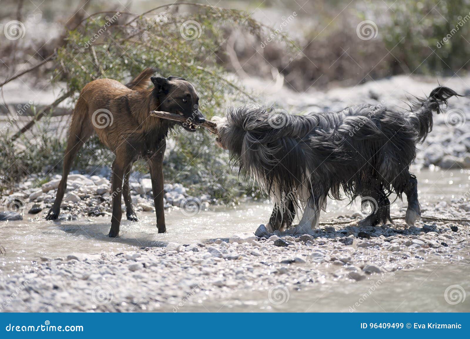 Two Dogs Playing with a Stick. they are Carrying it Together. Stock ...