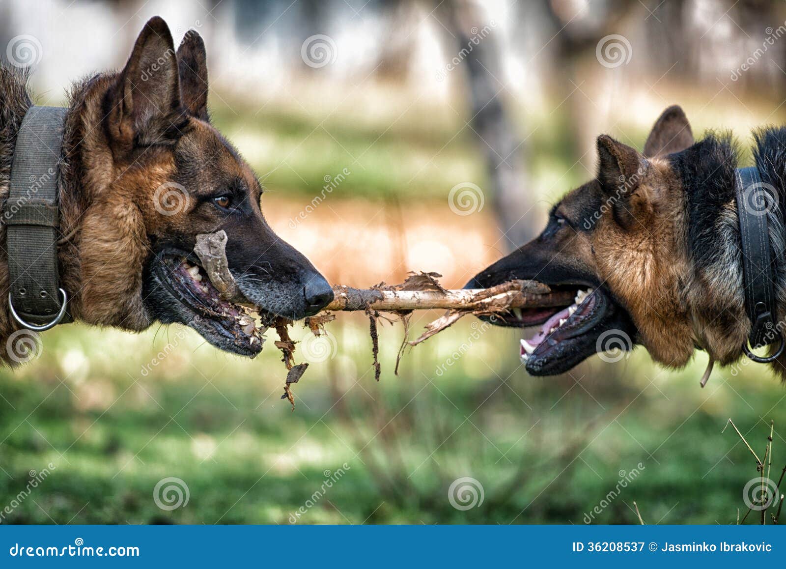 German Shepherd Fighting