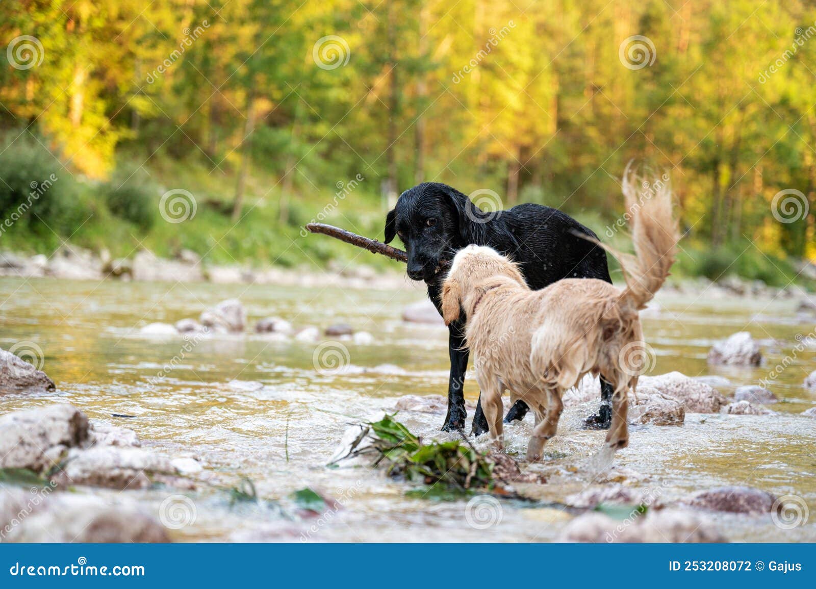 Two Dogs Playing with a Stick in Nature Stock Photo - Image of labrador ...