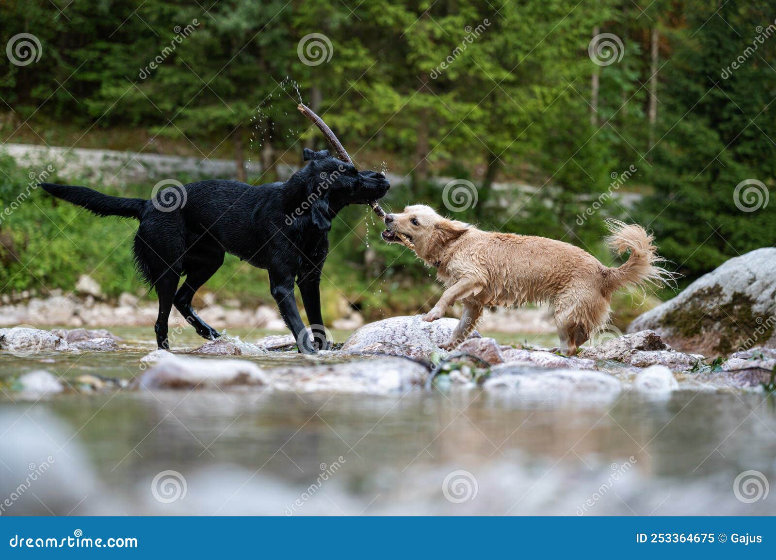 Two Dogs Playing with a Stick Stock Image - Image of canine, fighting ...