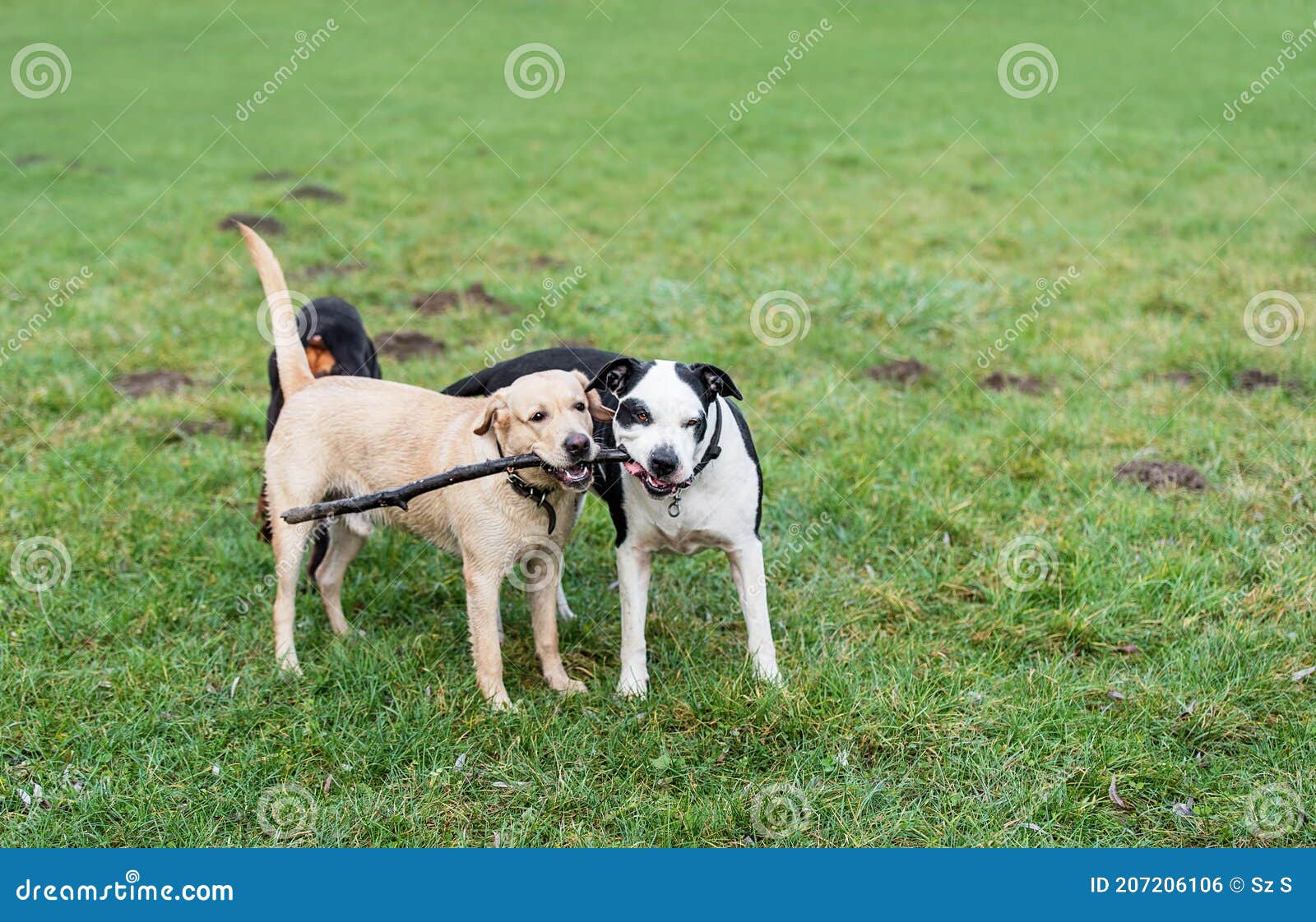 Two Dogs Playing with a Stick in the Park Stock Photo - Image of breed ...