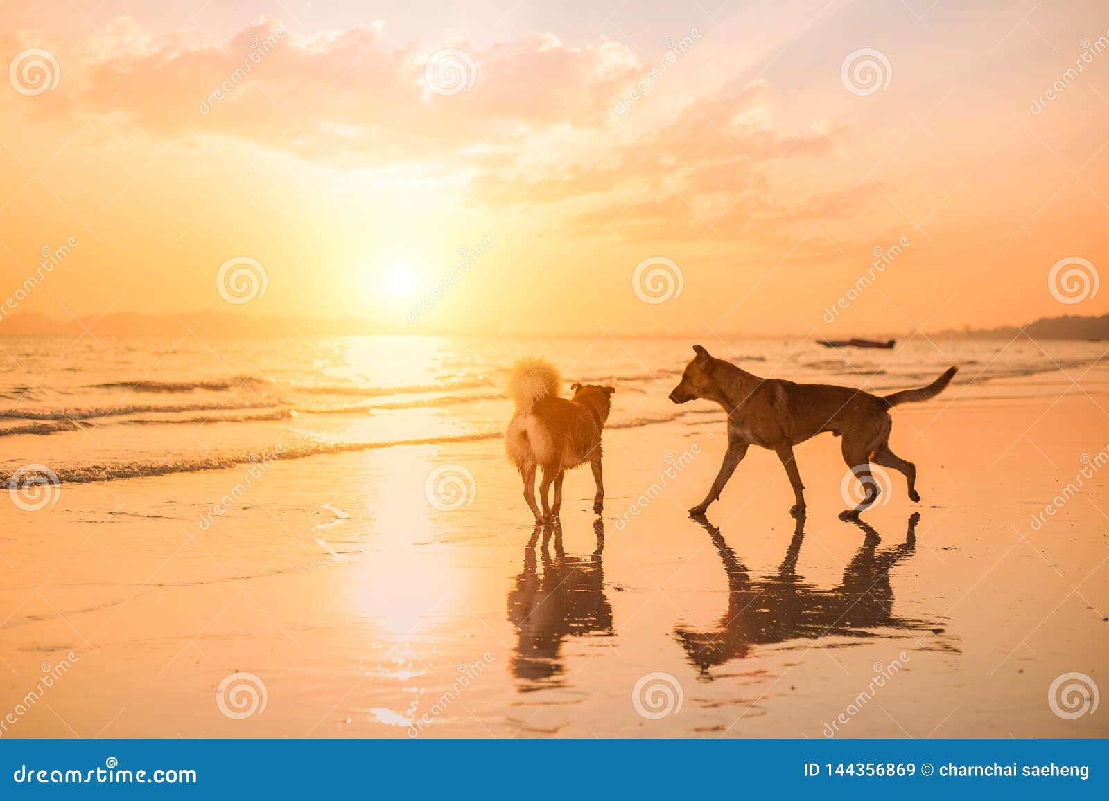Two Dogs Playing Together on the Beach with Sunset Stock Image - Image ...