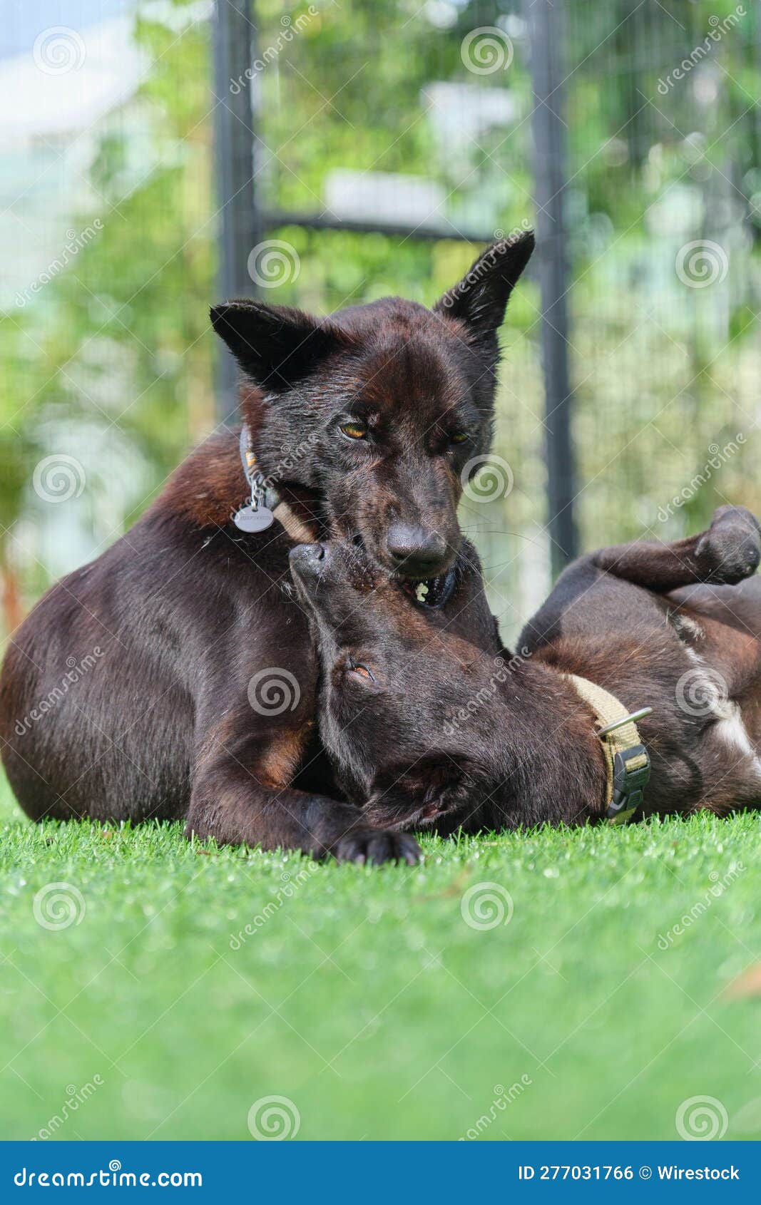 Two Dogs Playing Together in the Garden Stock Photo - Image of outside ...