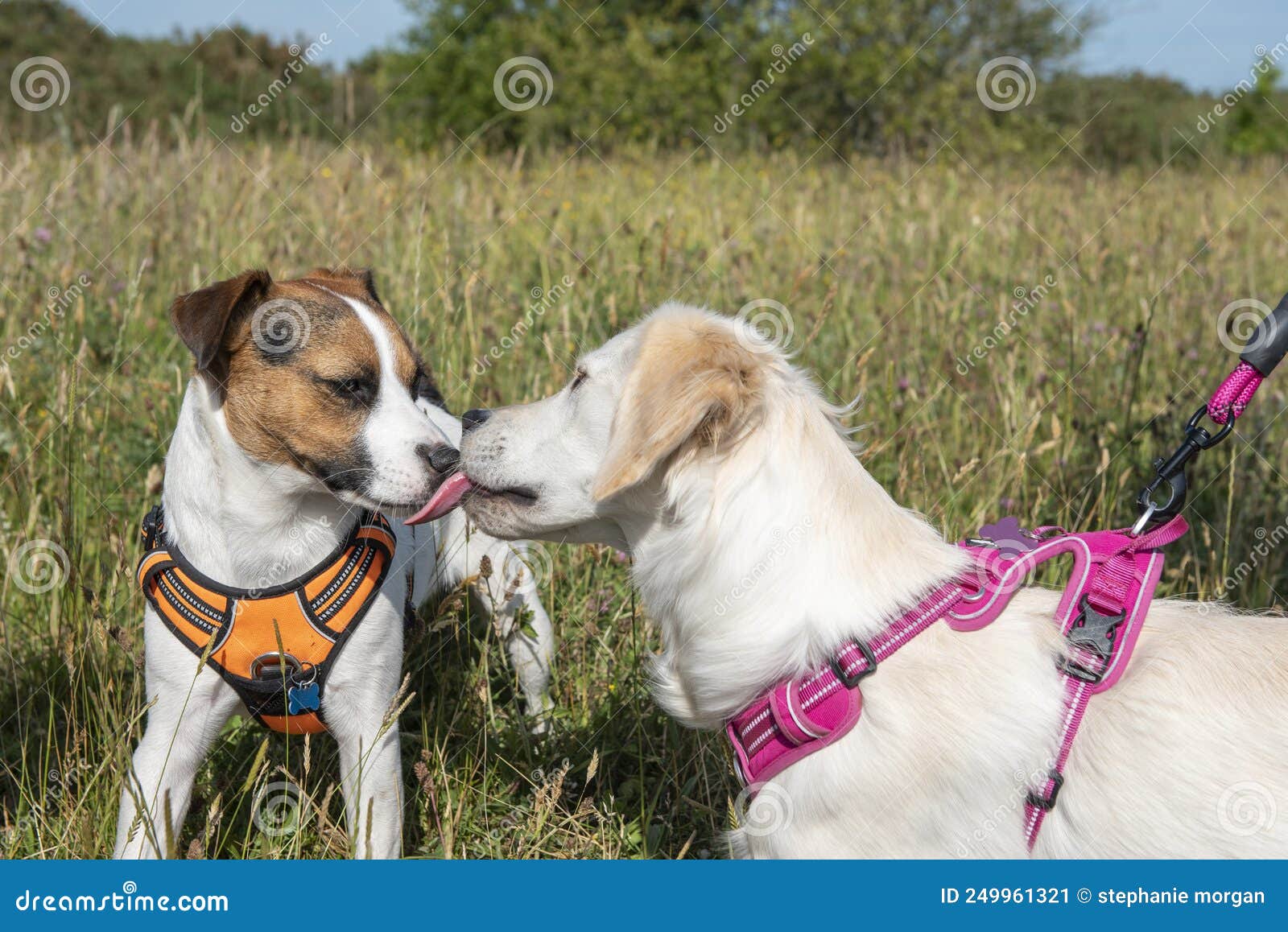 Two Dogs Playing Together in a Grassy Field Stock Image - Image of ...