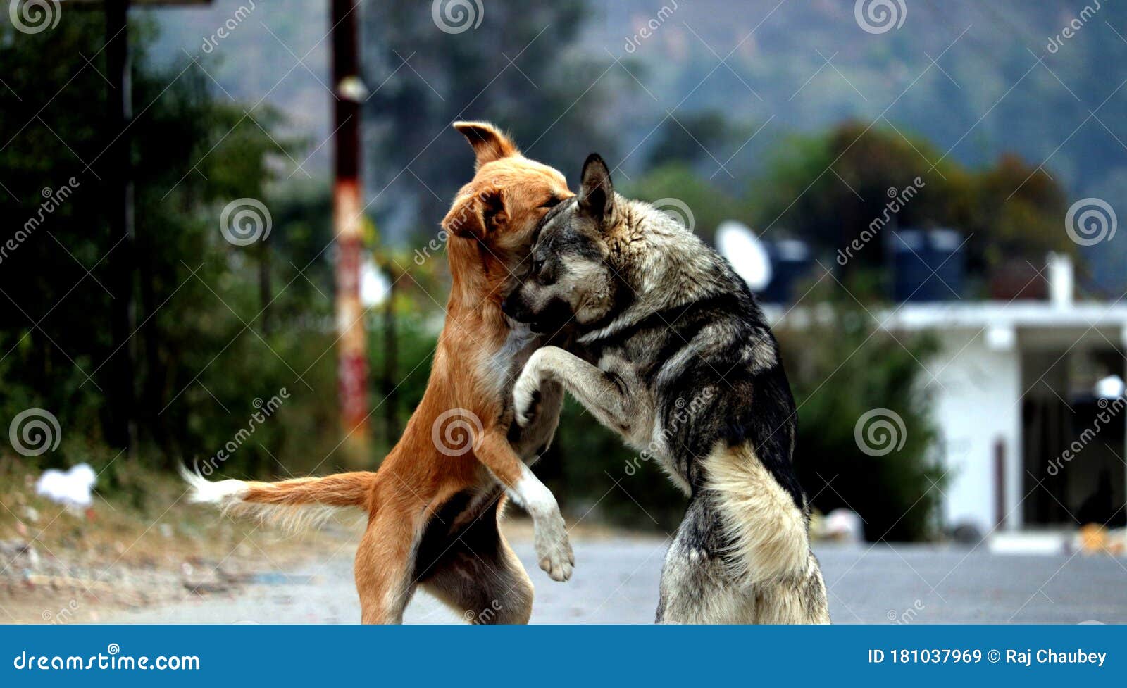 The Two Dogs are Playing Together Stock Image - Image of playing, dogs ...