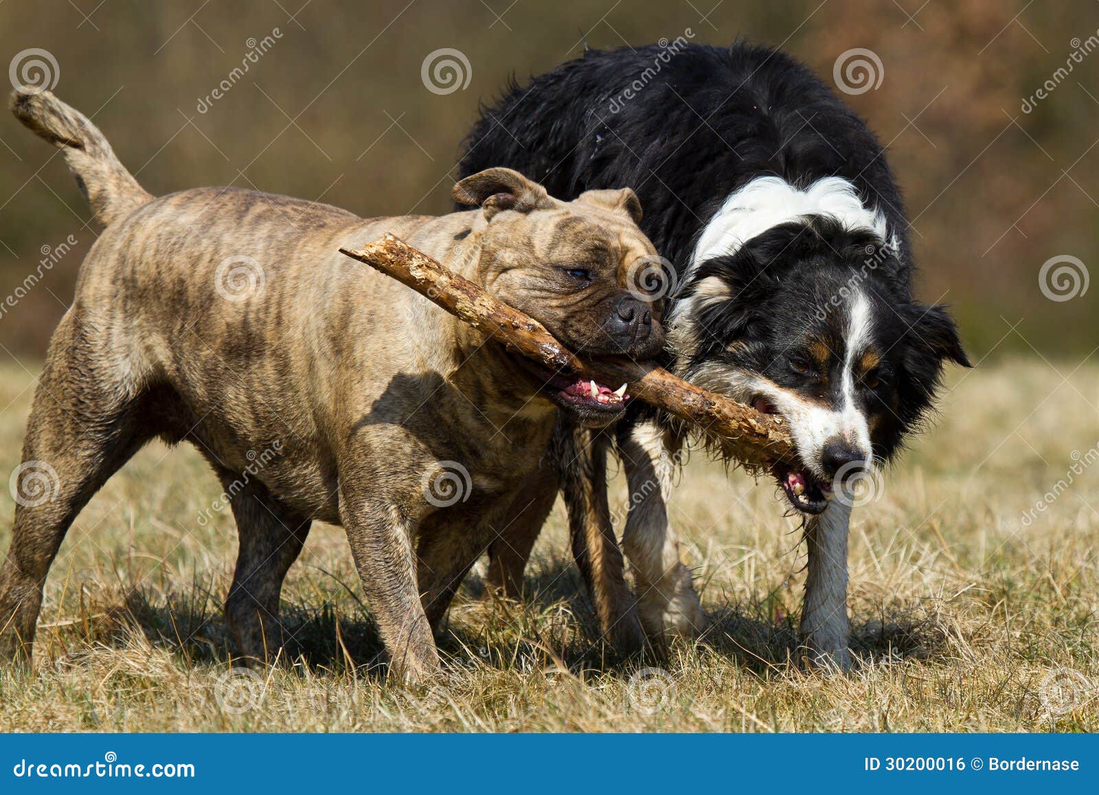 Playing Dogs stock photo. Image of playing, dogs, purebred - 30200016