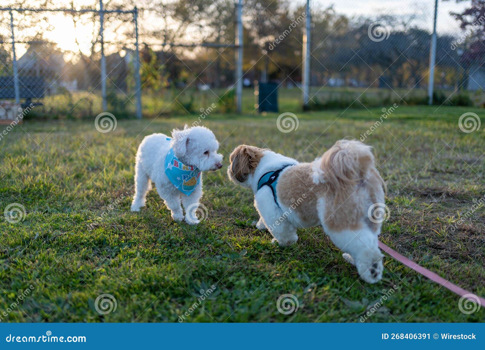 Two Dogs Playing Together in the Park Stock Image - Image of lovely ...
