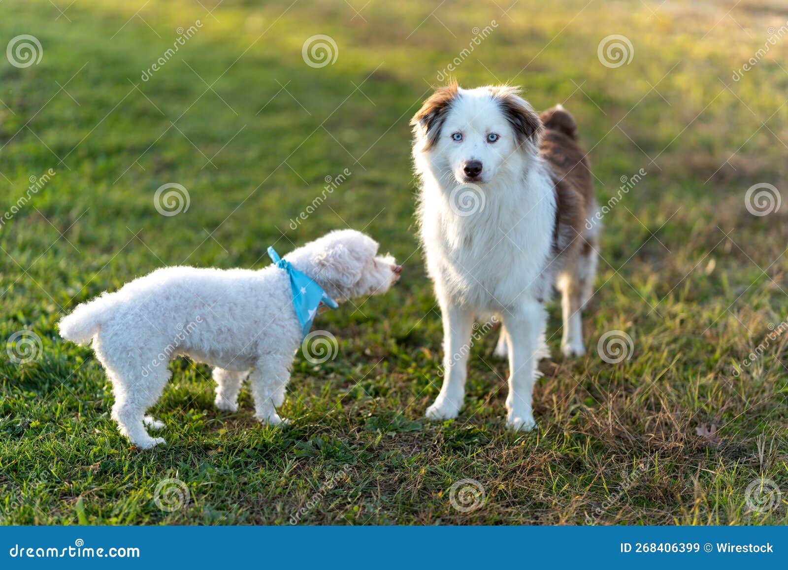 Two Dogs Playing Together in the Park Stock Image - Image of furry ...