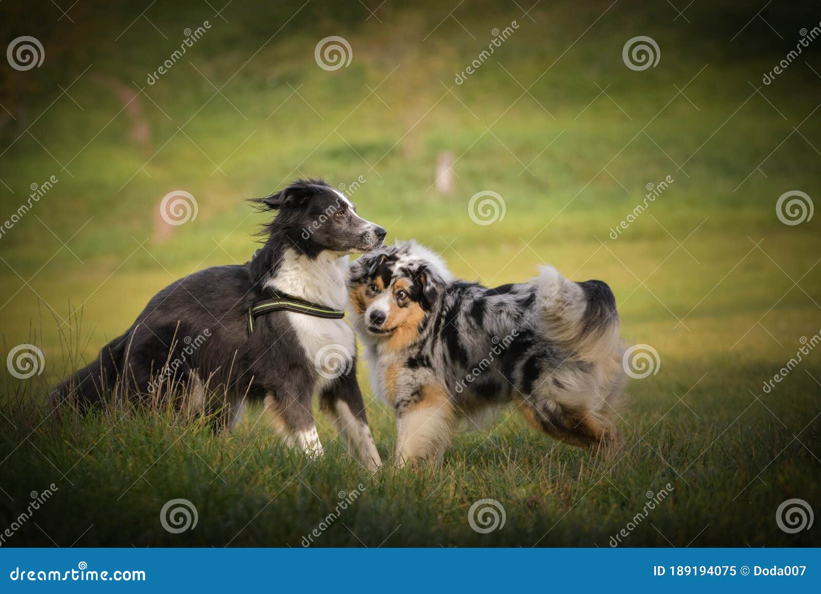 Two Dogs are Playing Together in Park. Stock Image - Image of dogs ...