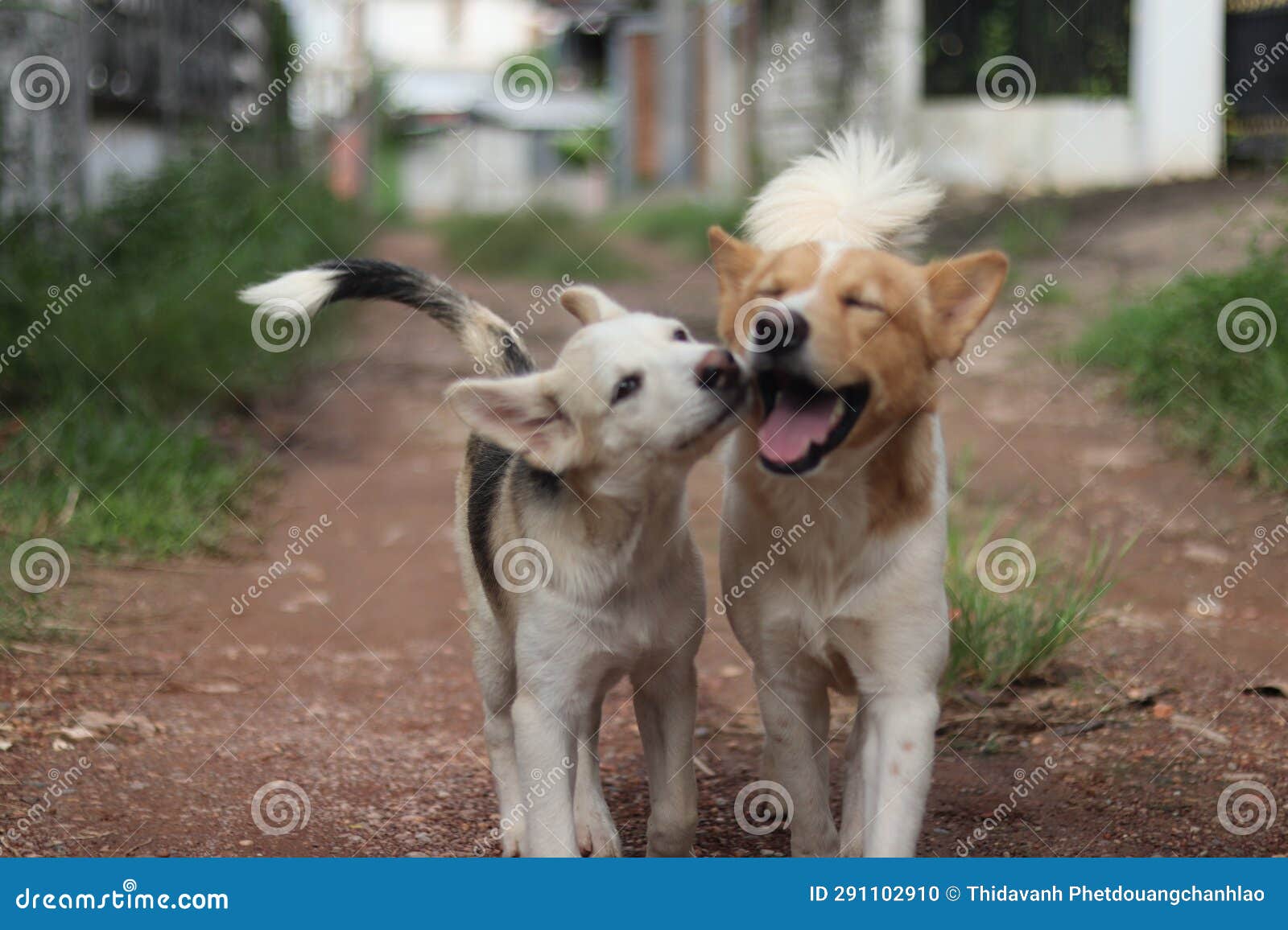 Two dogs playing together stock photo. Image of sports - 291102910