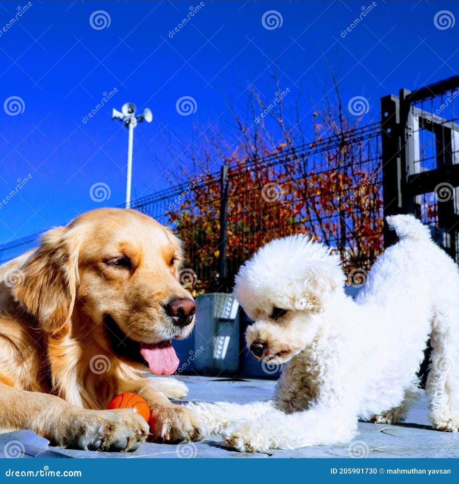 Two dogs playing together stock photo. Image of carnivore - 205901730