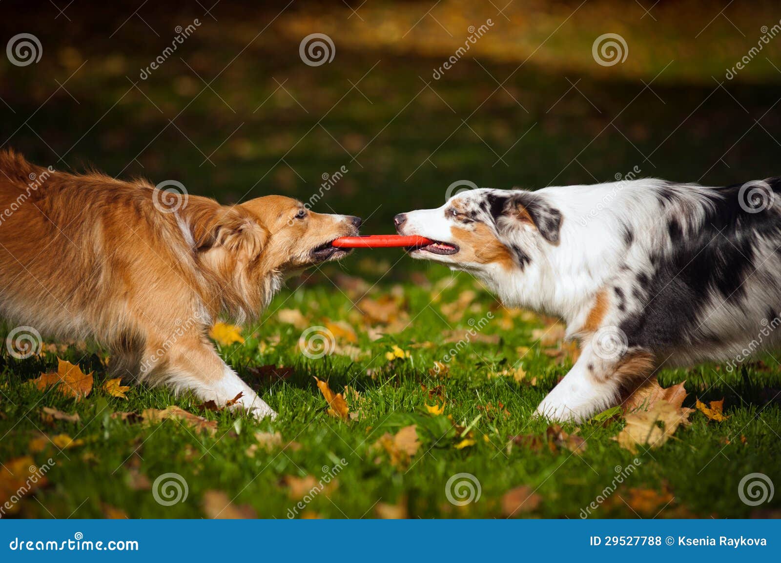 Two Dogs Playing with a Toy Together Stock Photo - Image of clique ...