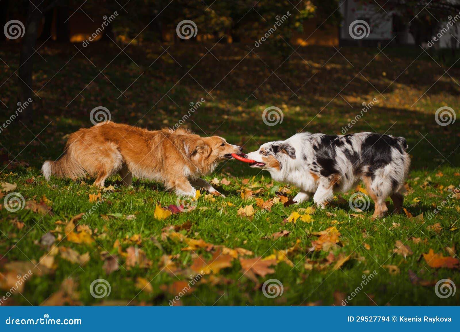 Two Dogs Playing with a Toy Together Stock Photo - Image of clique ...