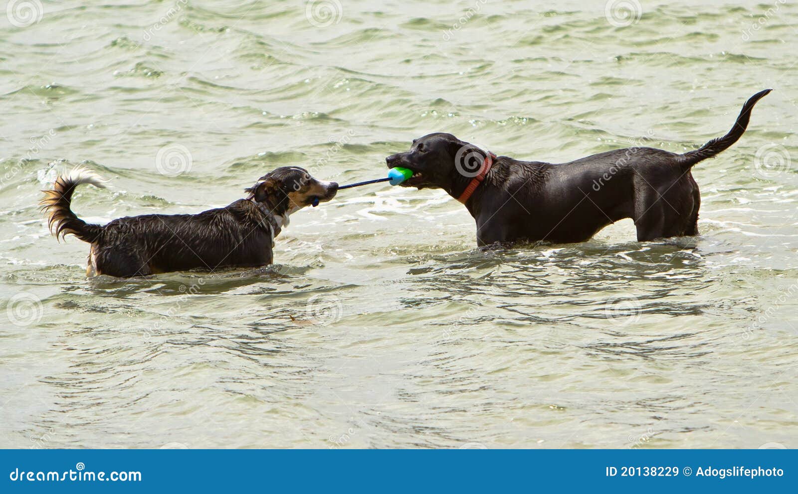 Two Dogs Playing Tug-o-war in the Ocean Stock Image - Image of ...