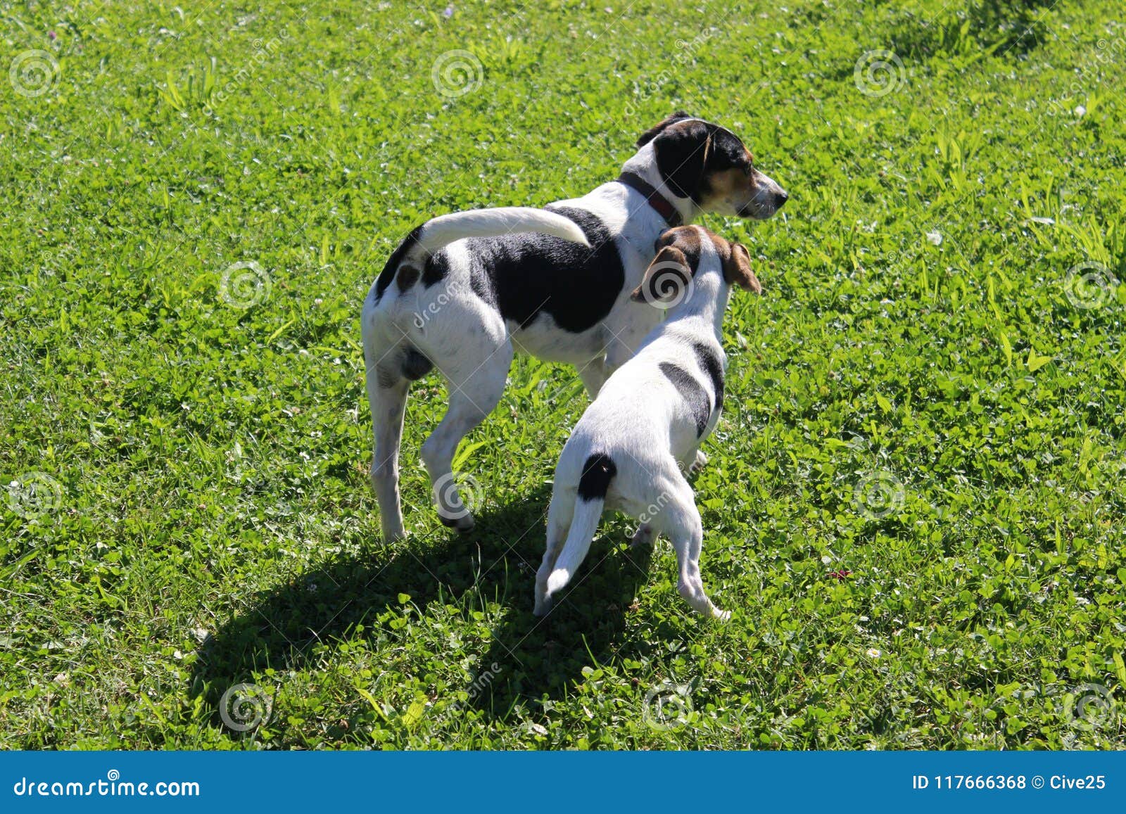 Two dogs playing stock photo. Image of puppy, canine - 117666368