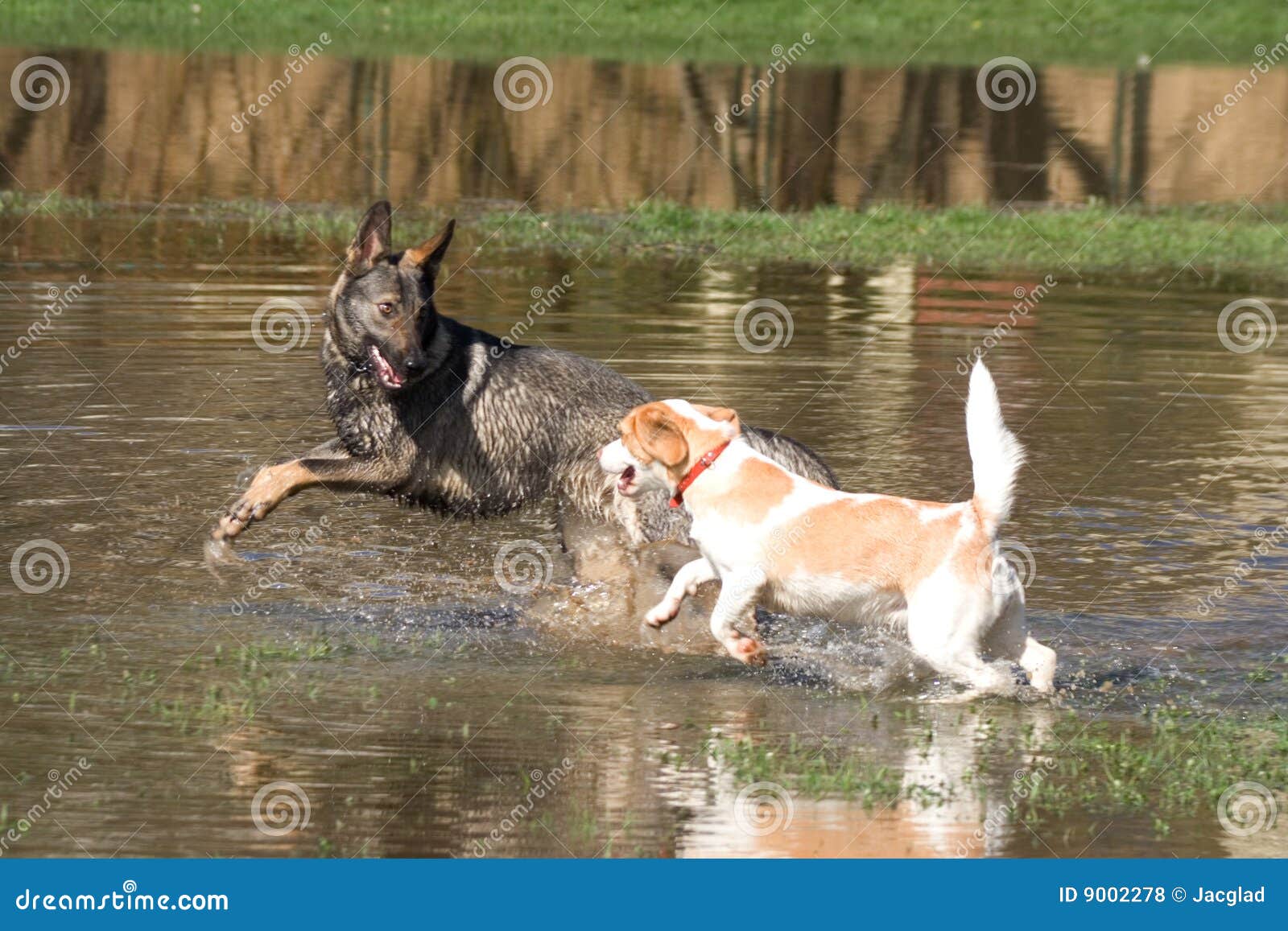 Two dogs playing in water stock photo. Image of water - 9002278