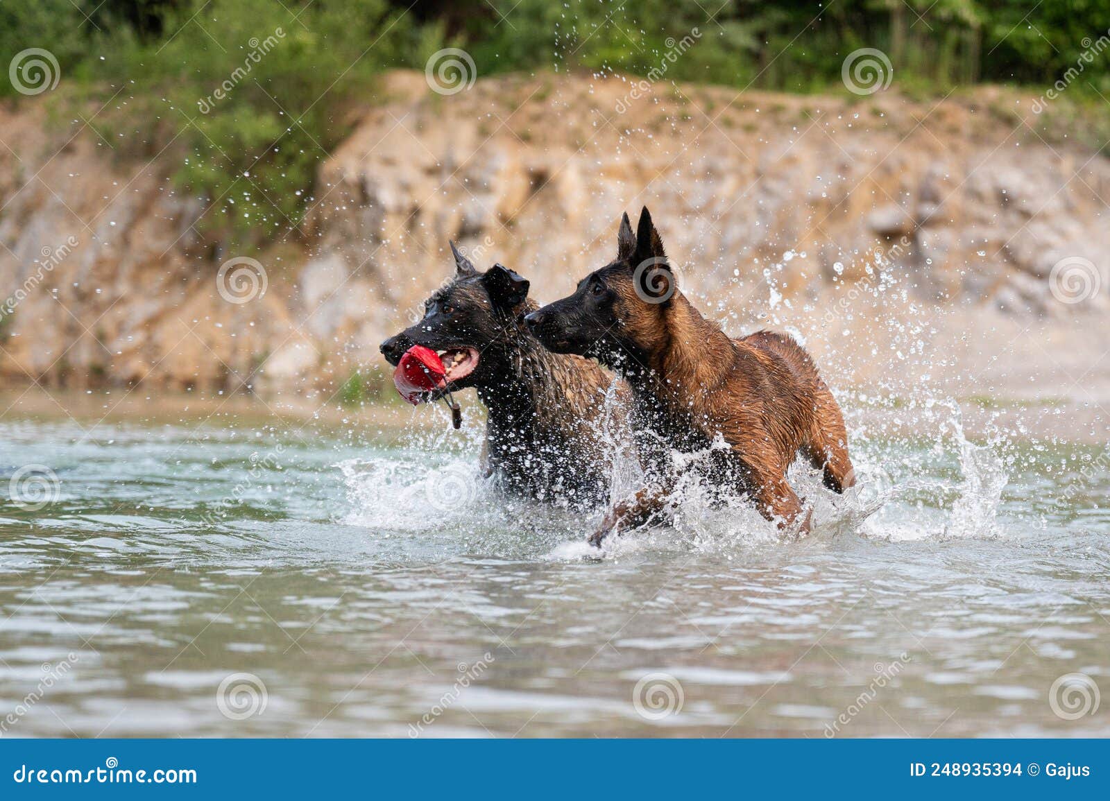 Two Dogs Playing in the Water Stock Photo - Image of siblings, sport ...