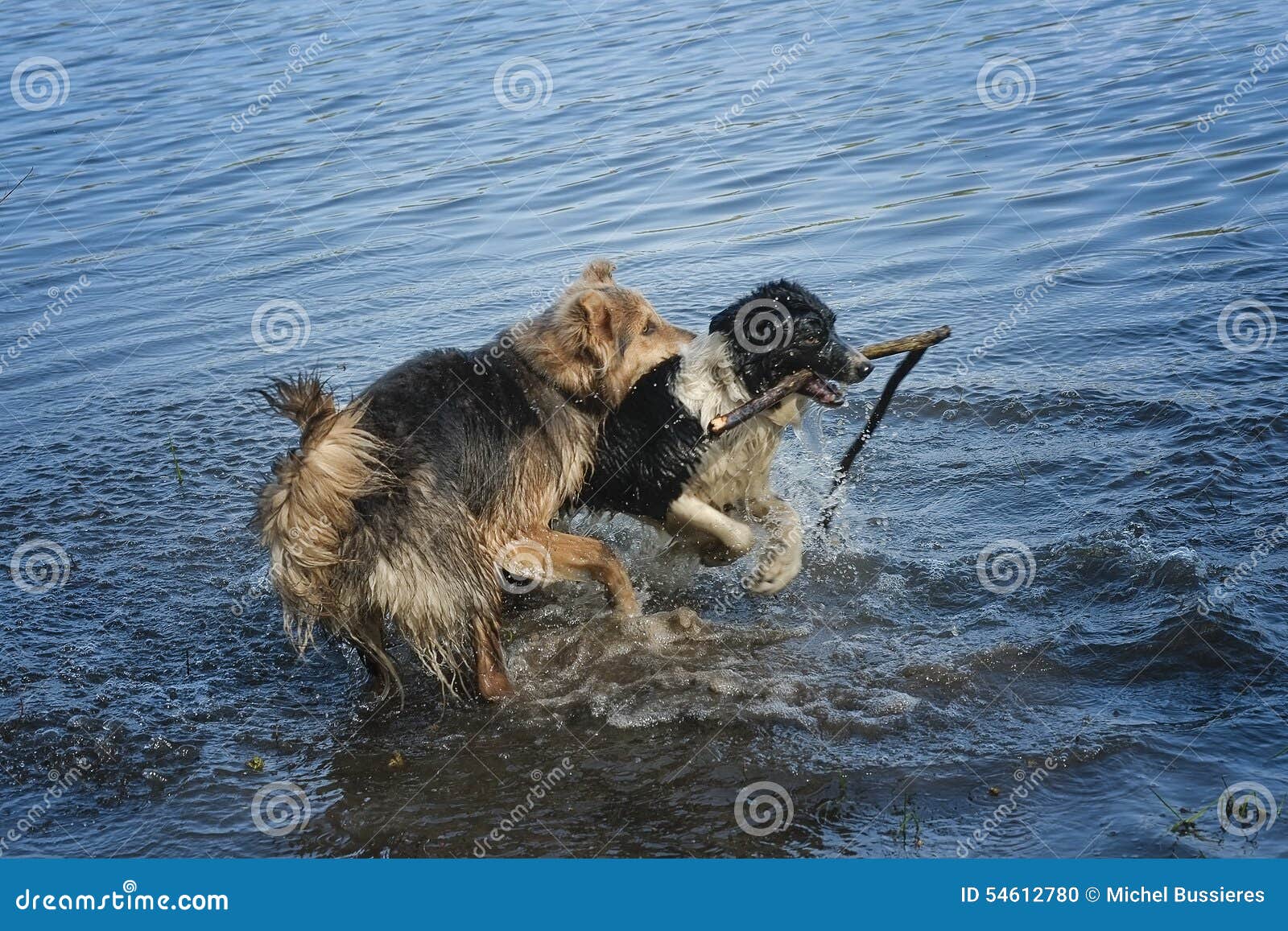 Two Dogs playing in water stock photo. Image of mammal - 54612780