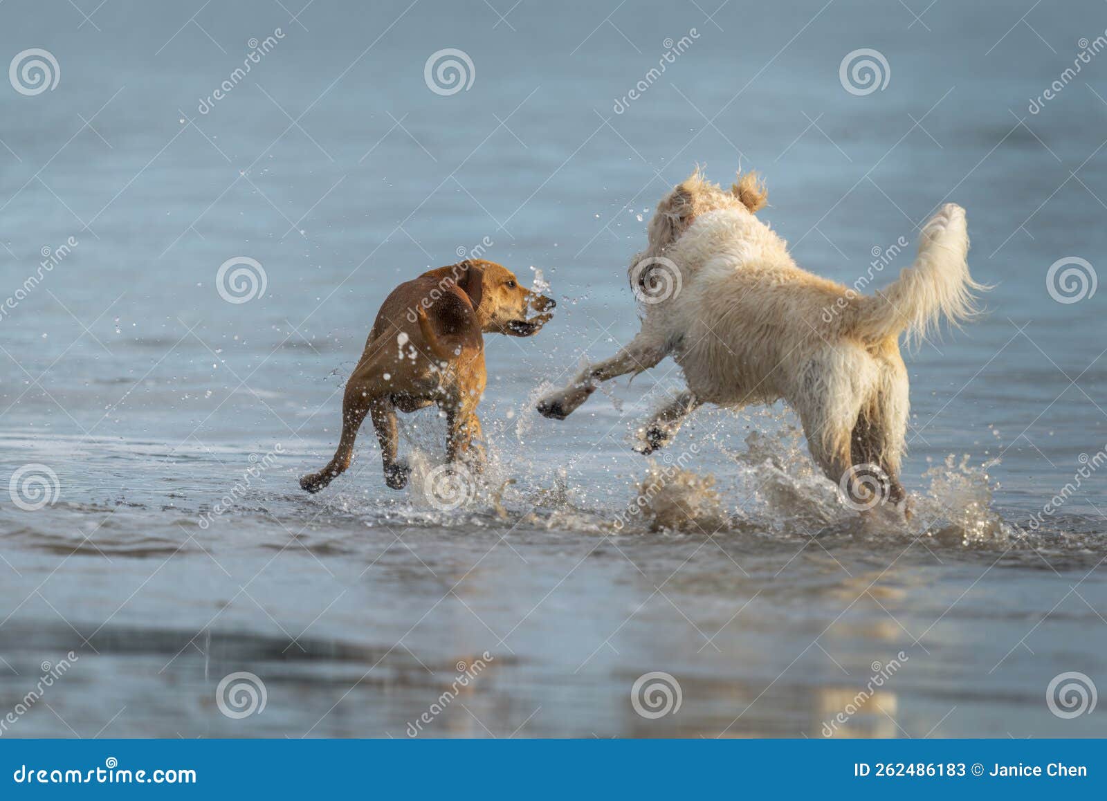 Two Dogs Playing in the Water, Waterdrops Splashing on the Beach Stock ...