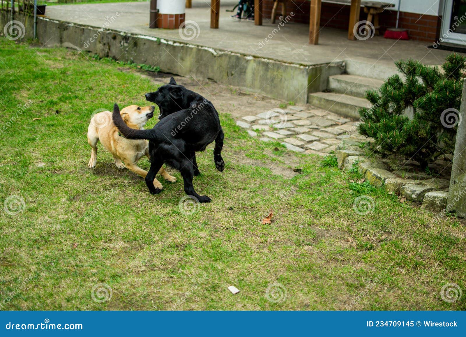 Two Dogs Playing in the Yard. Stock Image - Image of pets, park: 234709145
