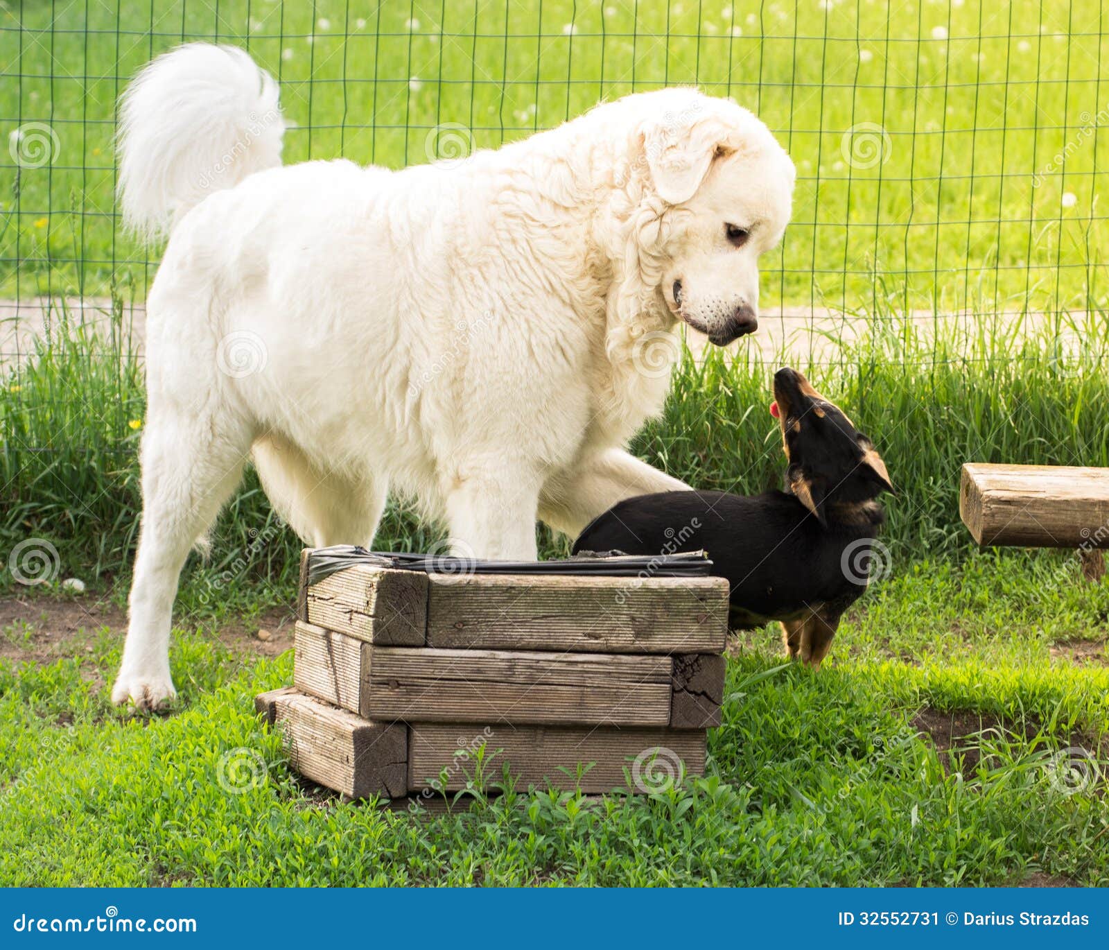 Two dogs playing stock image. Image of game, animals - 32552731