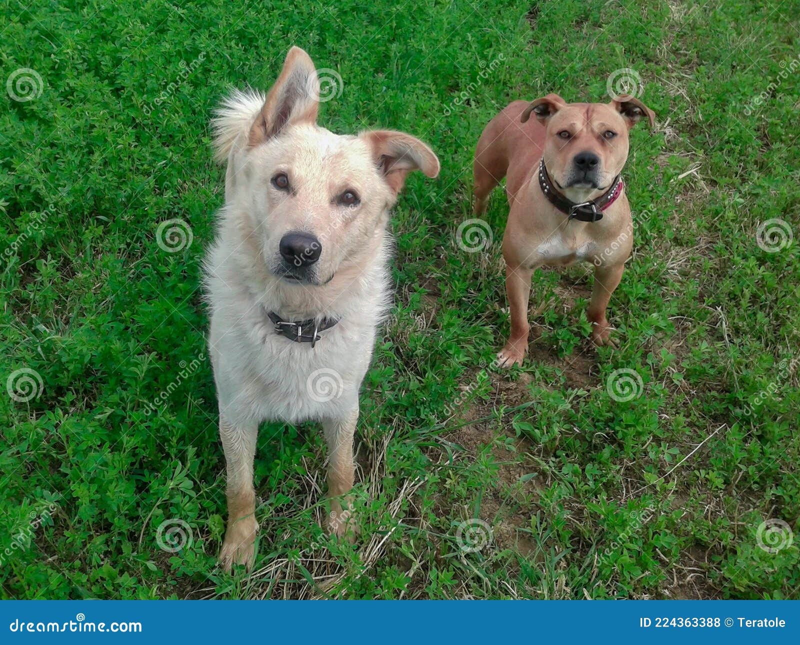 Two Dogs Pose Stock Photography | CartoonDealer.com #1528484