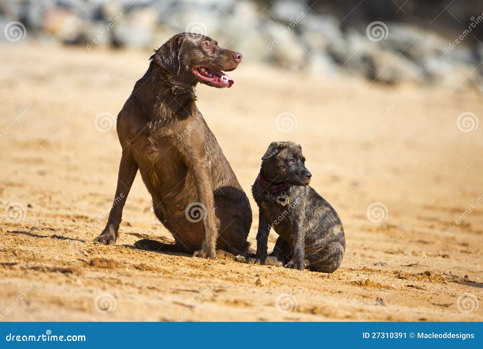 Two dogs pose together stock image. Image of gold, domesticated - 27310391