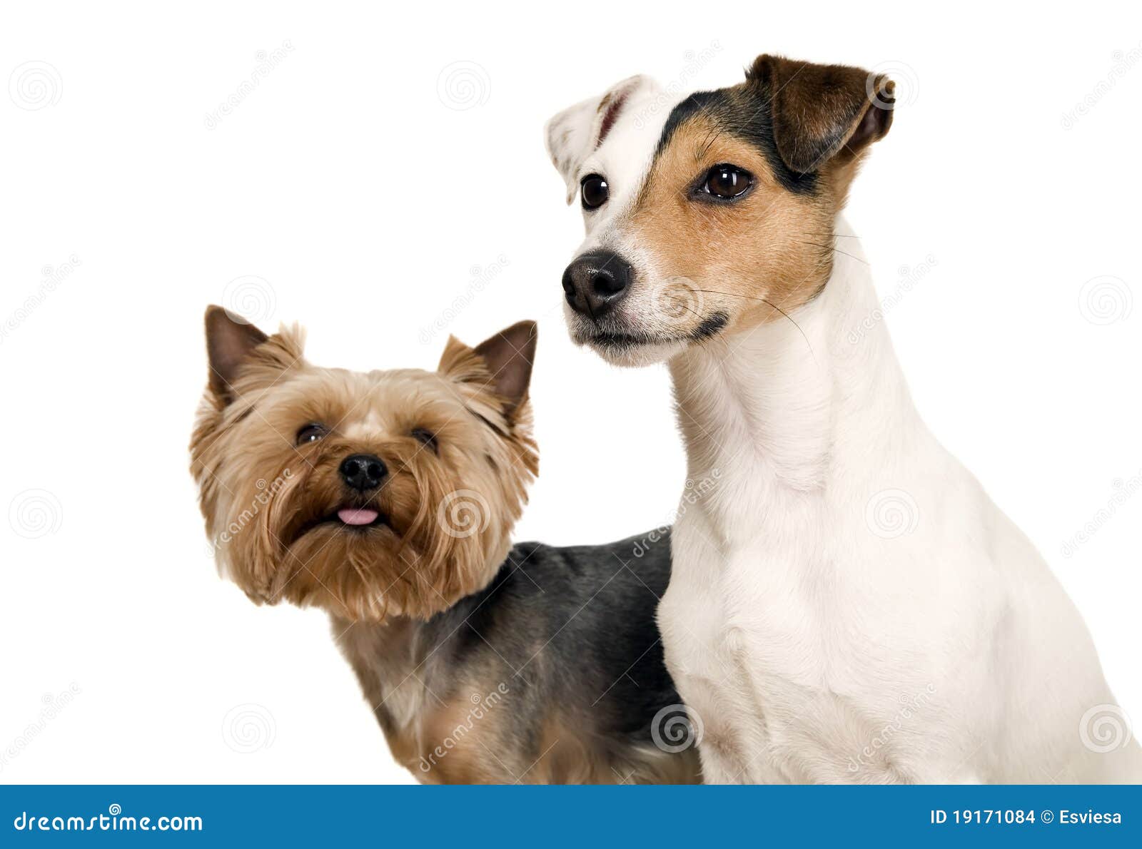 Two dogs are posing stock photo. Image of portrait, cute - 19171084