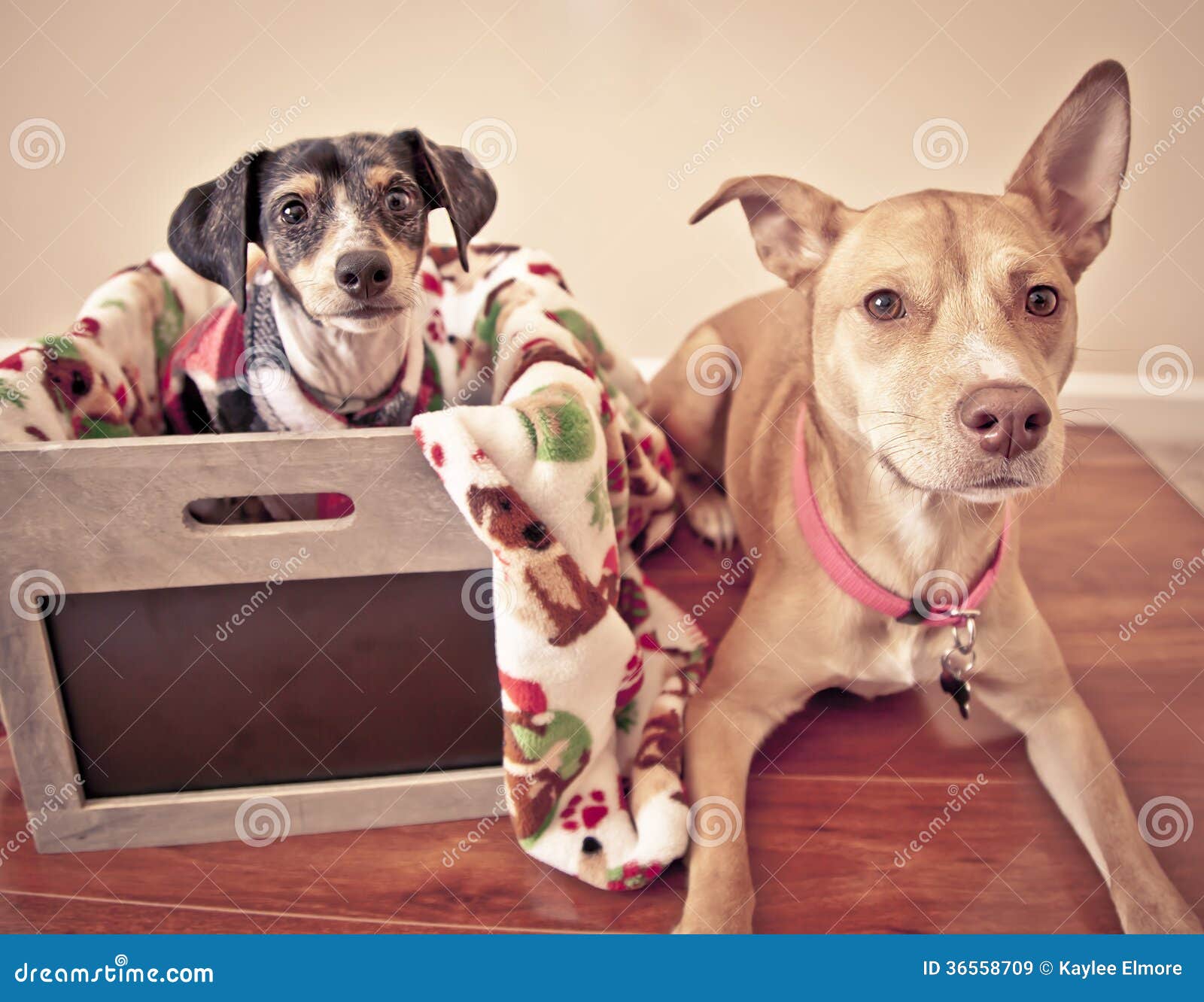Two Dogs stock image. Image of greeting, crate, pose - 36558709