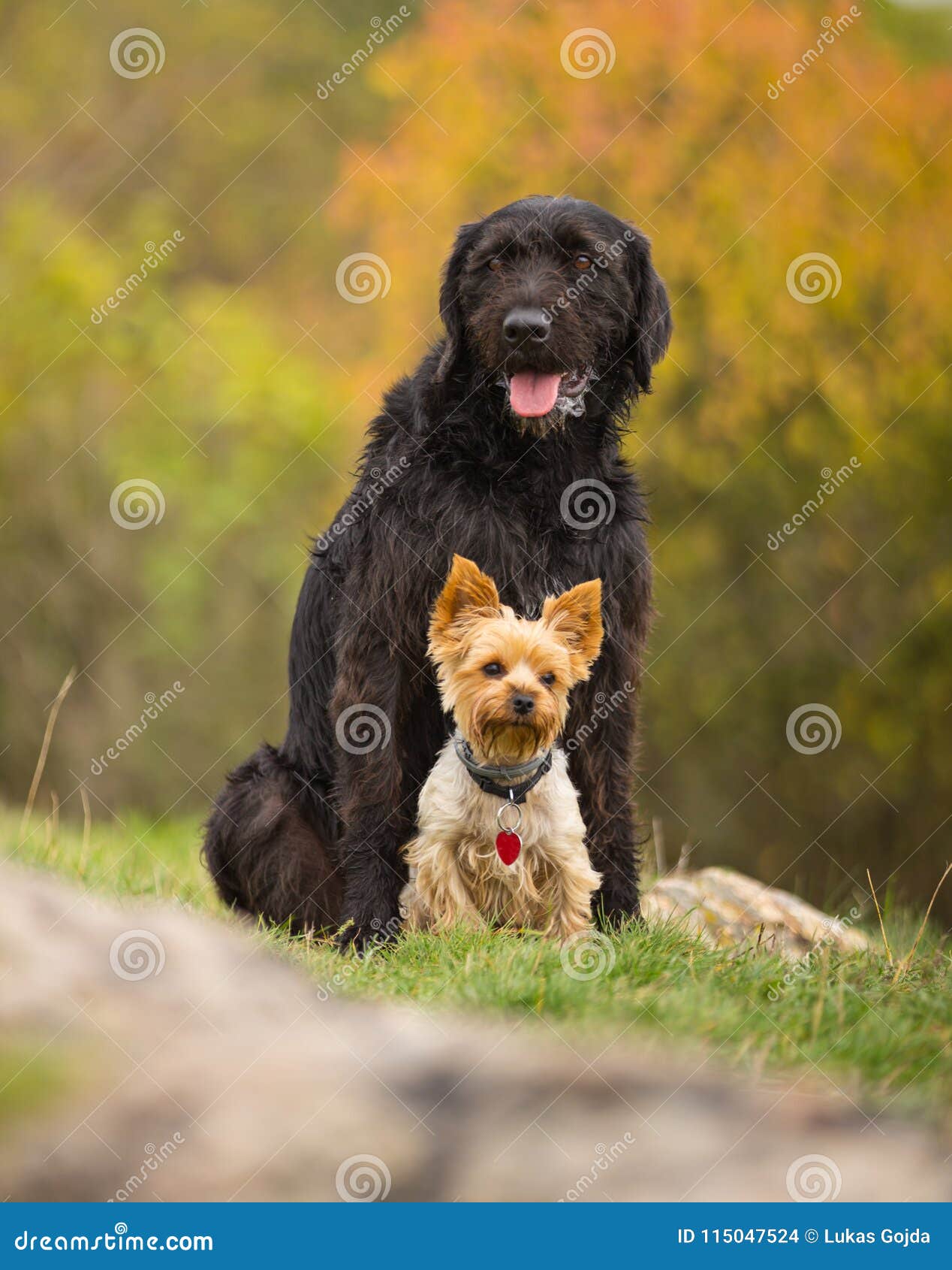 Two dogs posing together. stock photo. Image of march - 115047524