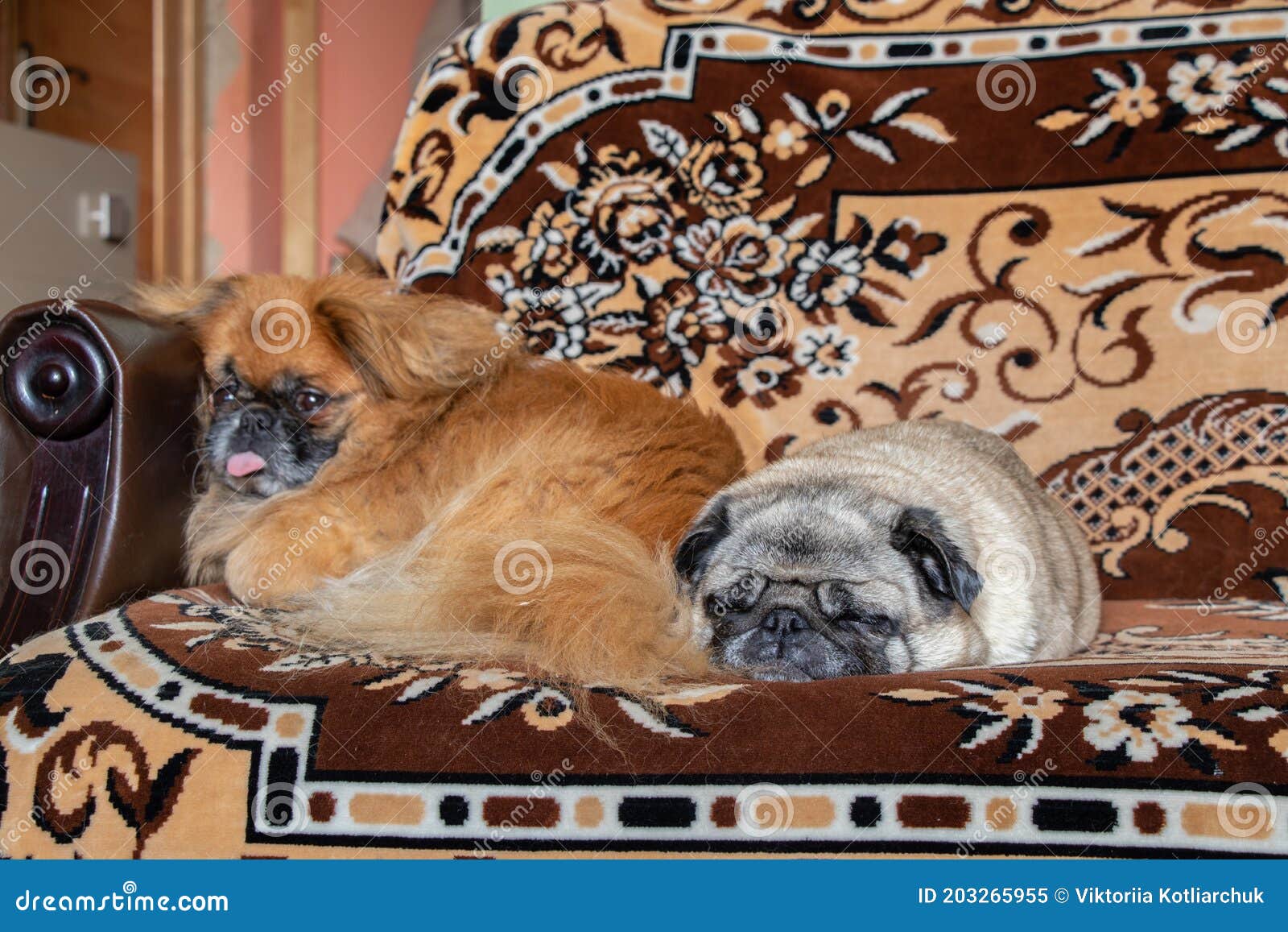 Two Dogs Pug and Pekingese Sleeping on the Sofa in the Room after ...