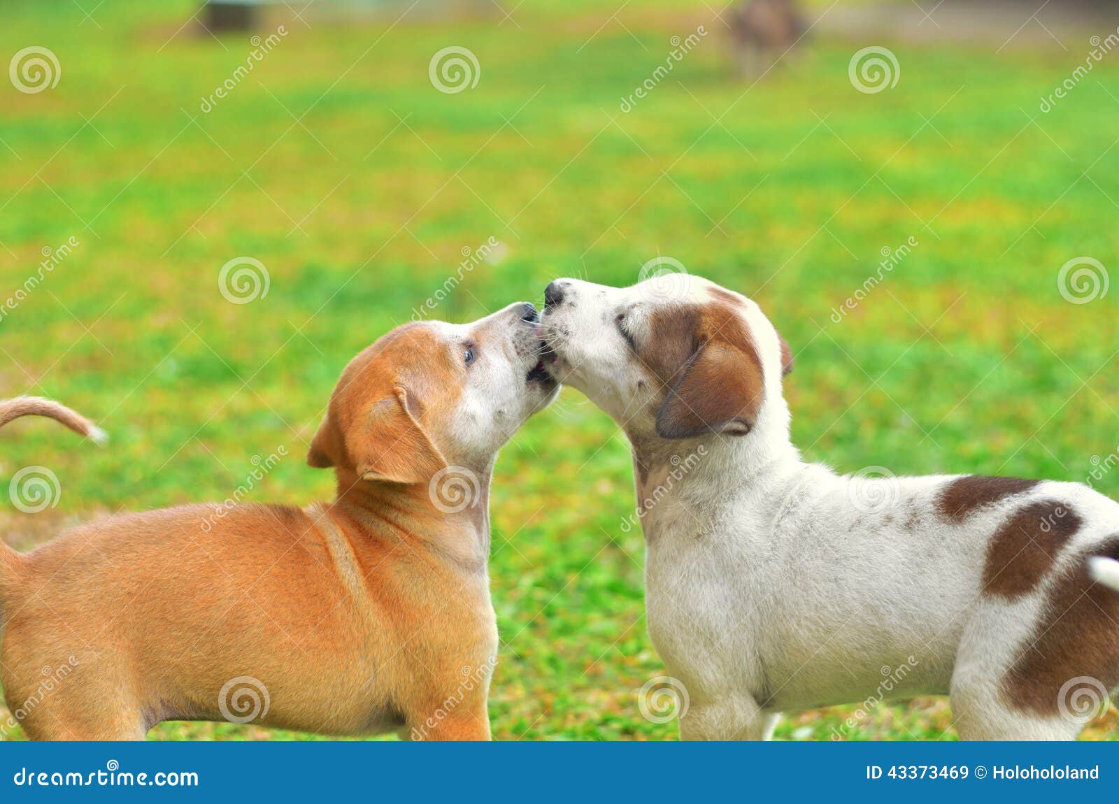 Two dogs stock image. Image of animal, togetherness, pretty - 43373469