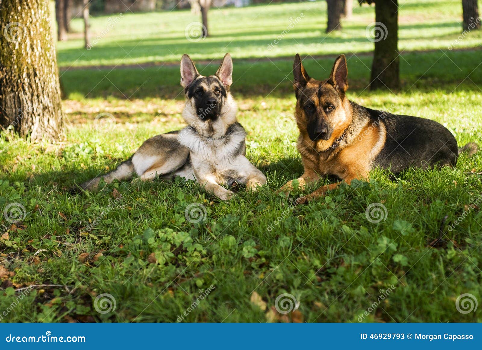 Two dogs stock image. Image of relaxing, breed, doggies - 46929793