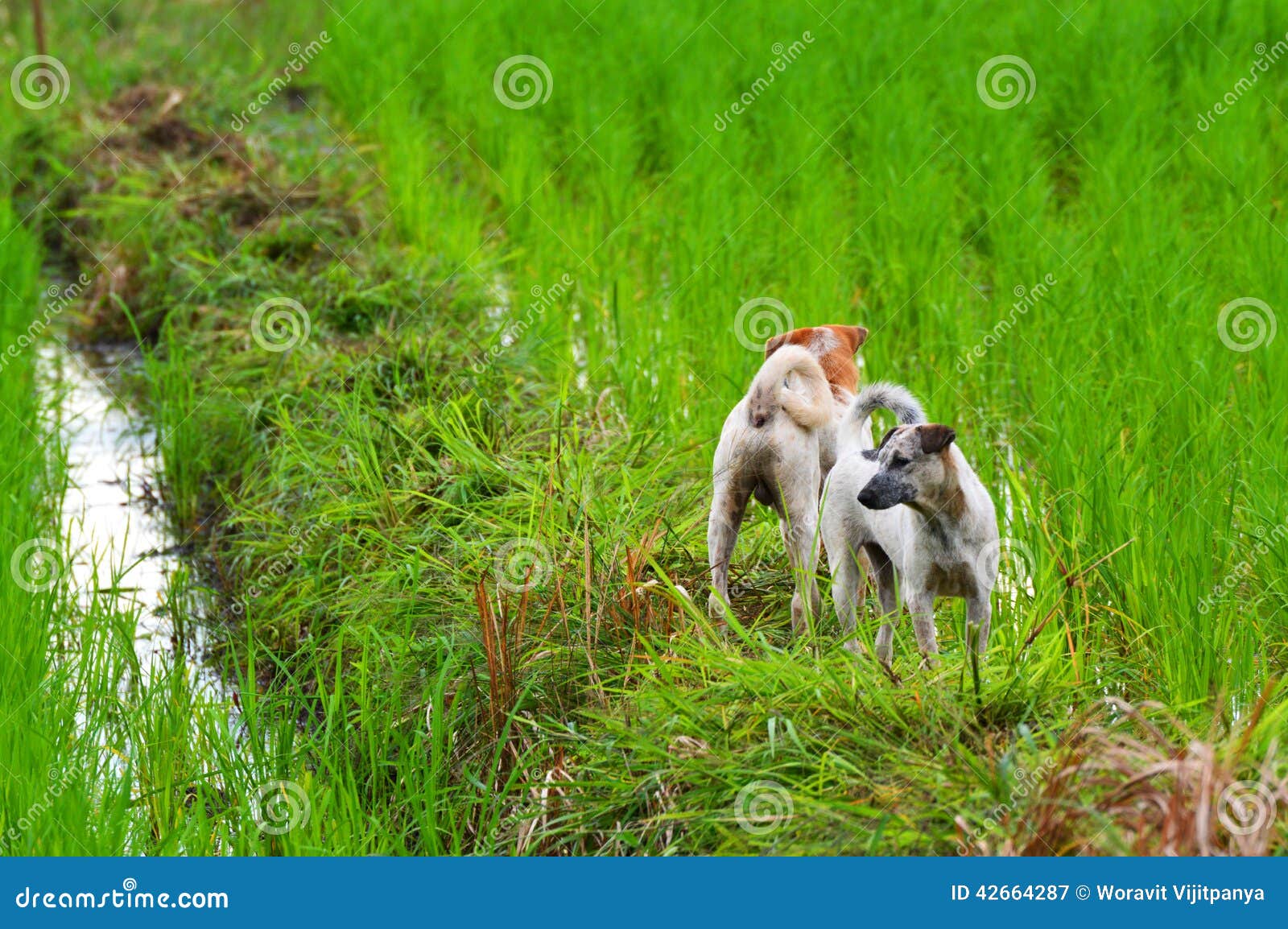 Two dogs in rice fields stock image. Image of asia, rural - 42664287