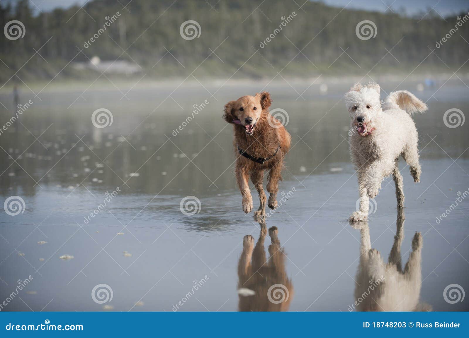Two dogs run on beach 2 stock image. Image of mutt, beach - 18748203