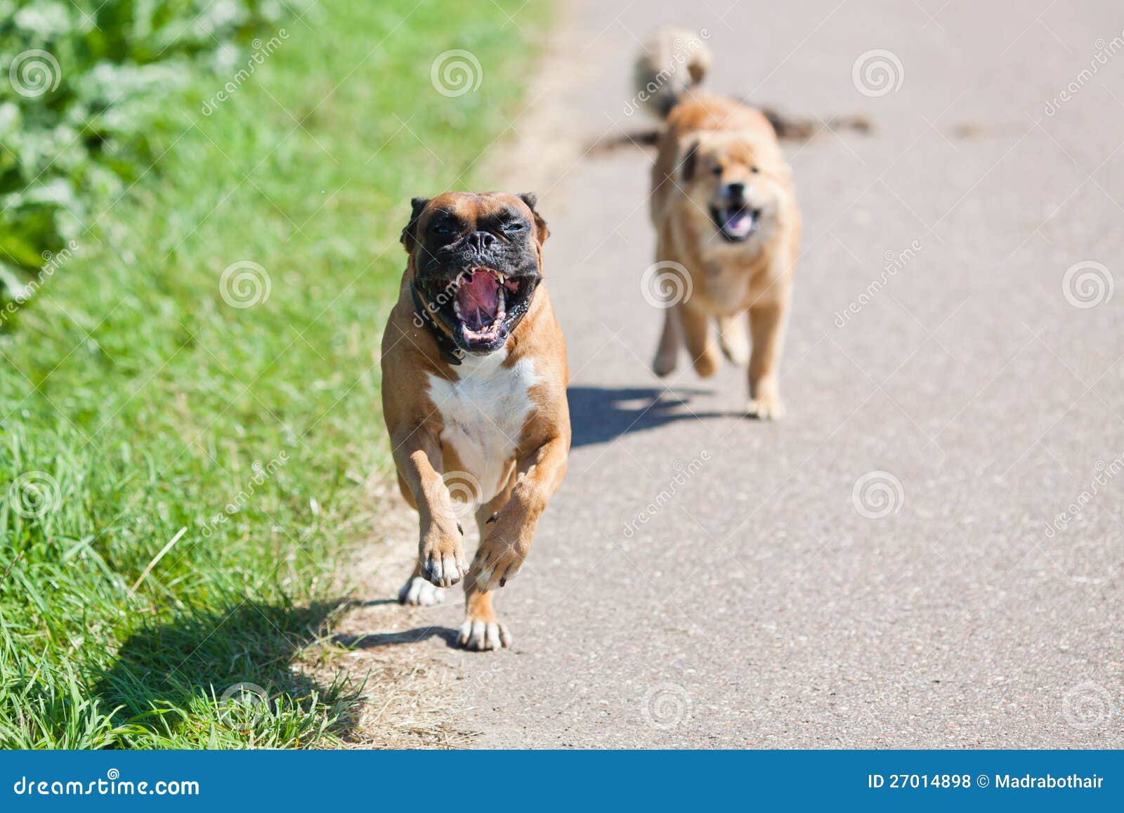 Two Dogs Run on a Country Path Stock Photo - Image of competition ...