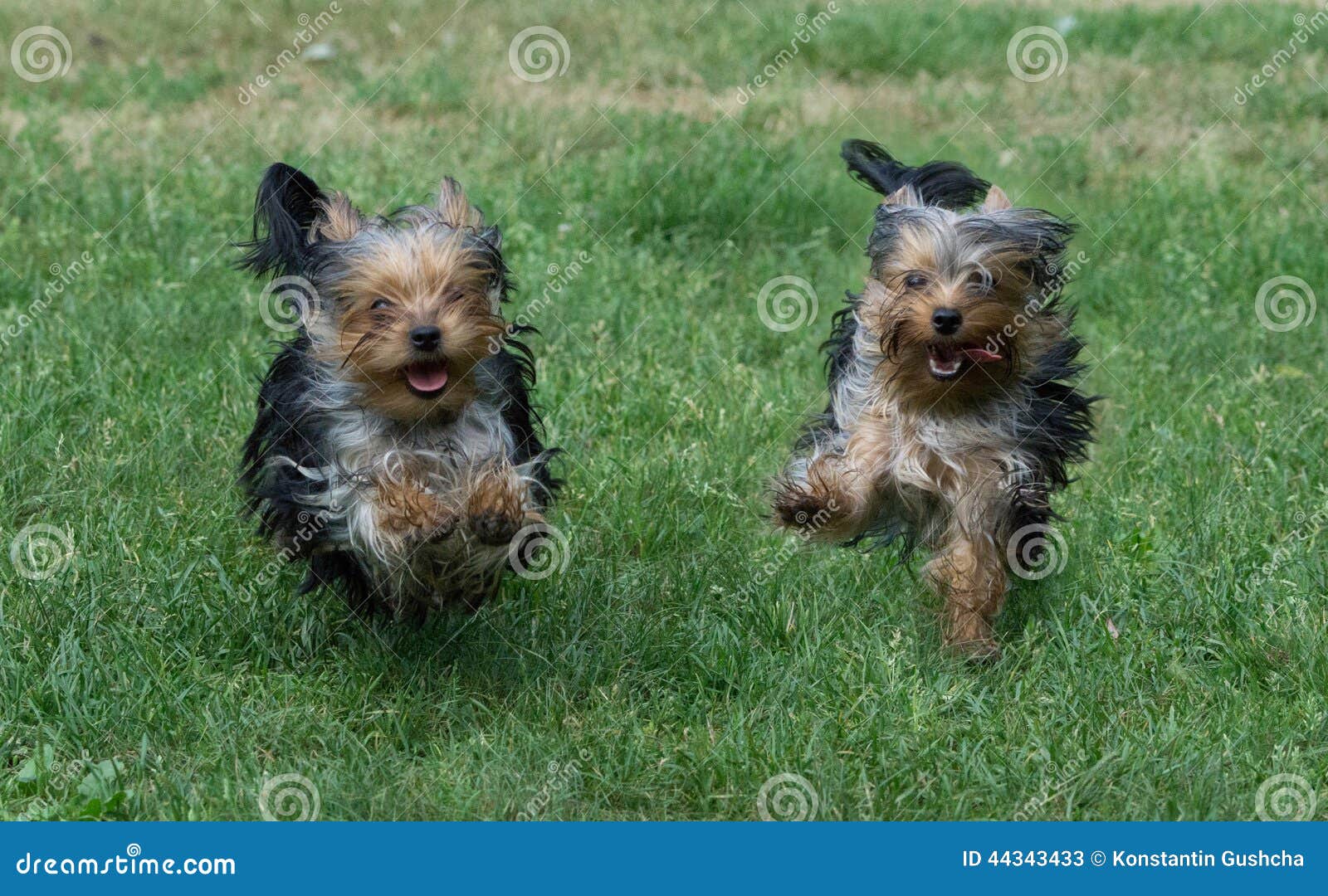 Two dogs run outdoors stock image. Image of park, ground - 44343433