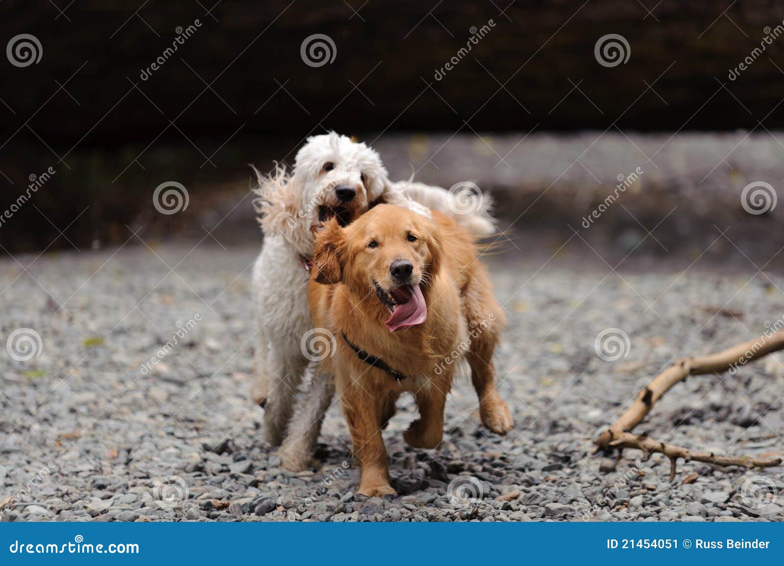Two Dogs Run Towards Camera Stock Image - Image of doodle, dogs: 21454051