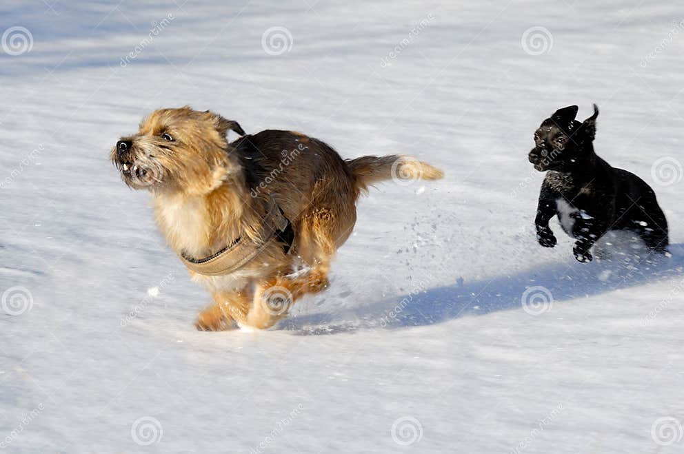 Two dogs running stock image. Image of blur, animal, funny - 14004865