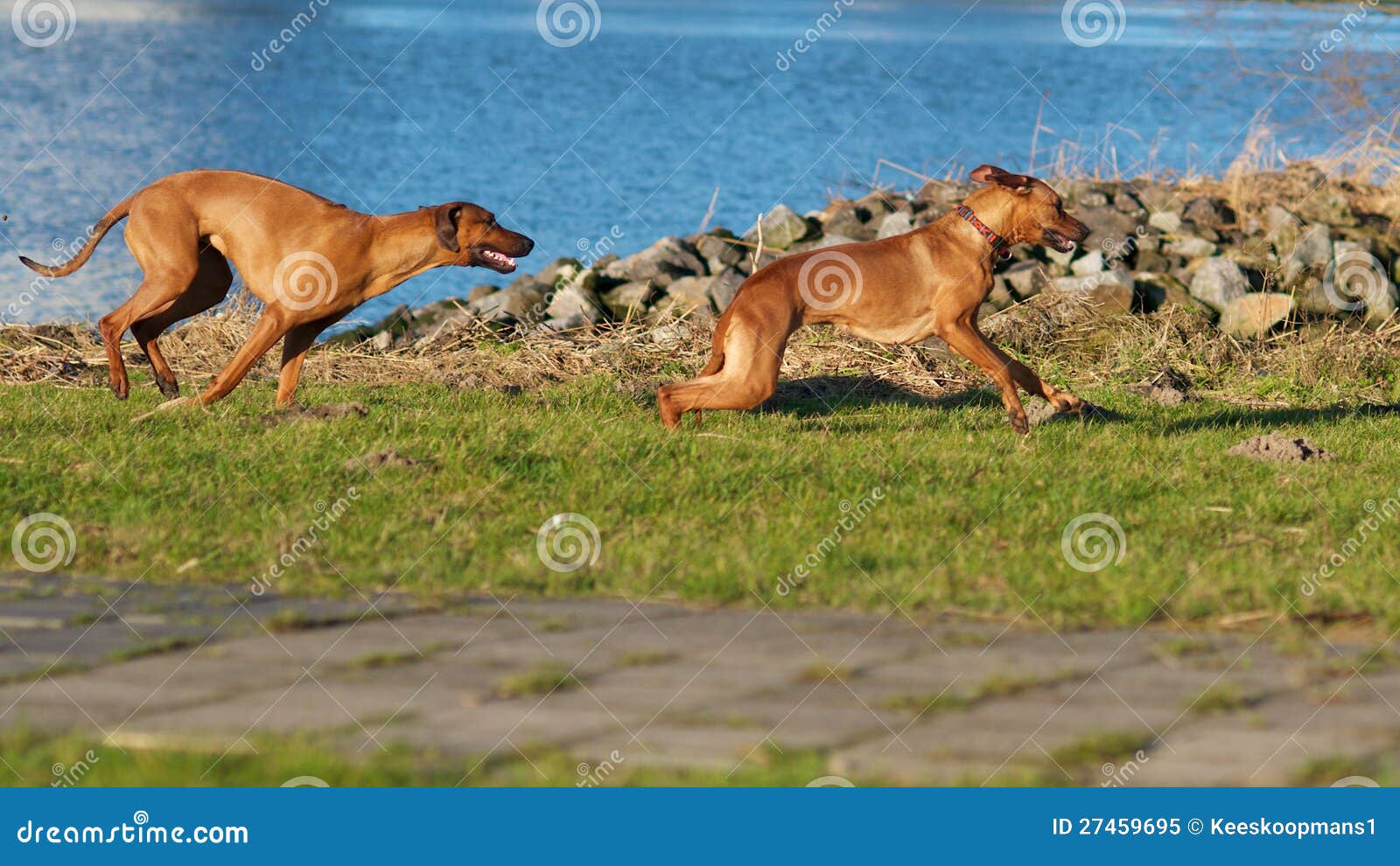 Two dogs running stock image. Image of happy, hairy, brown - 27459695