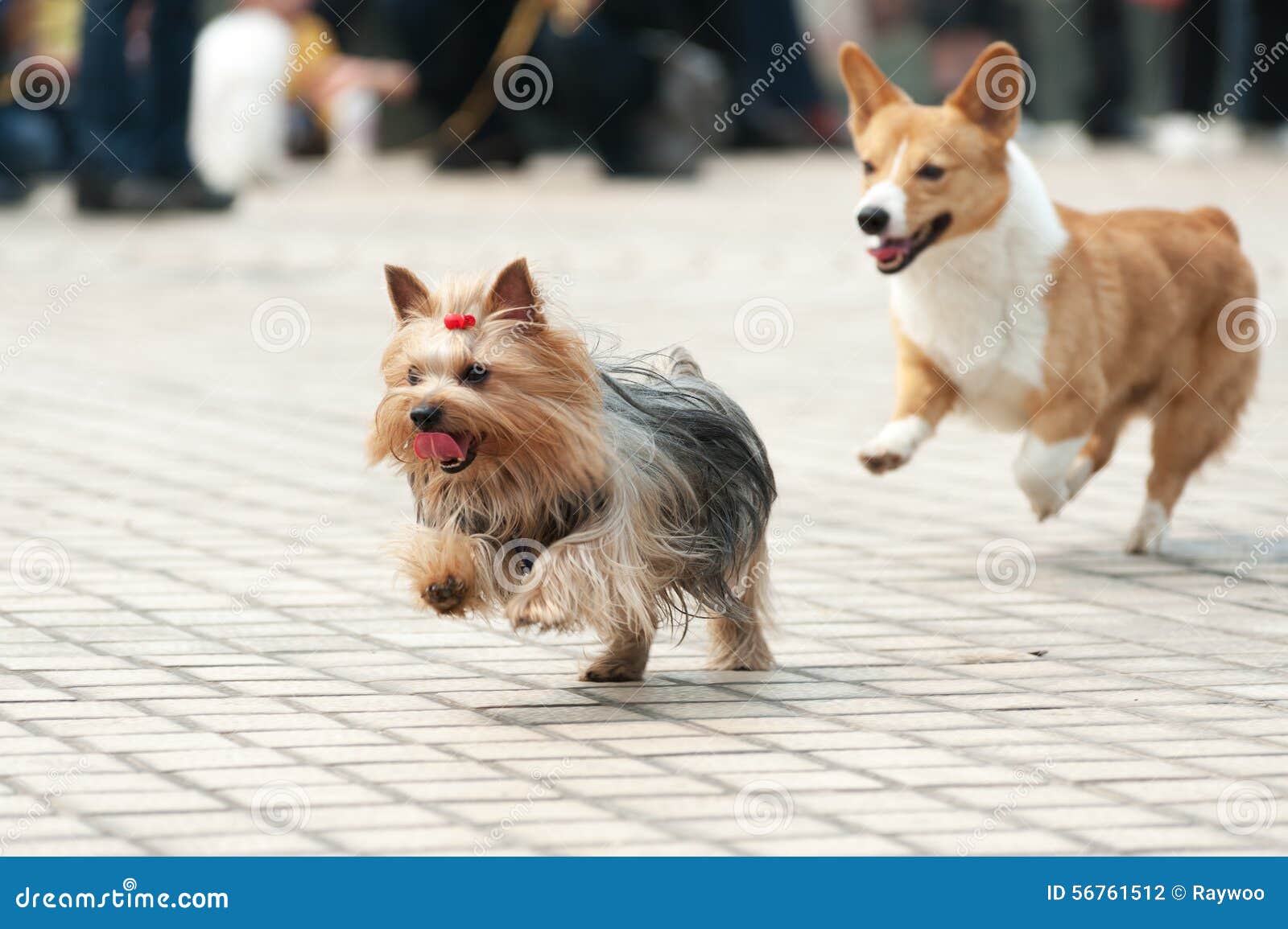 Two dogs running stock photo. Image of hairy, miniature - 56761512