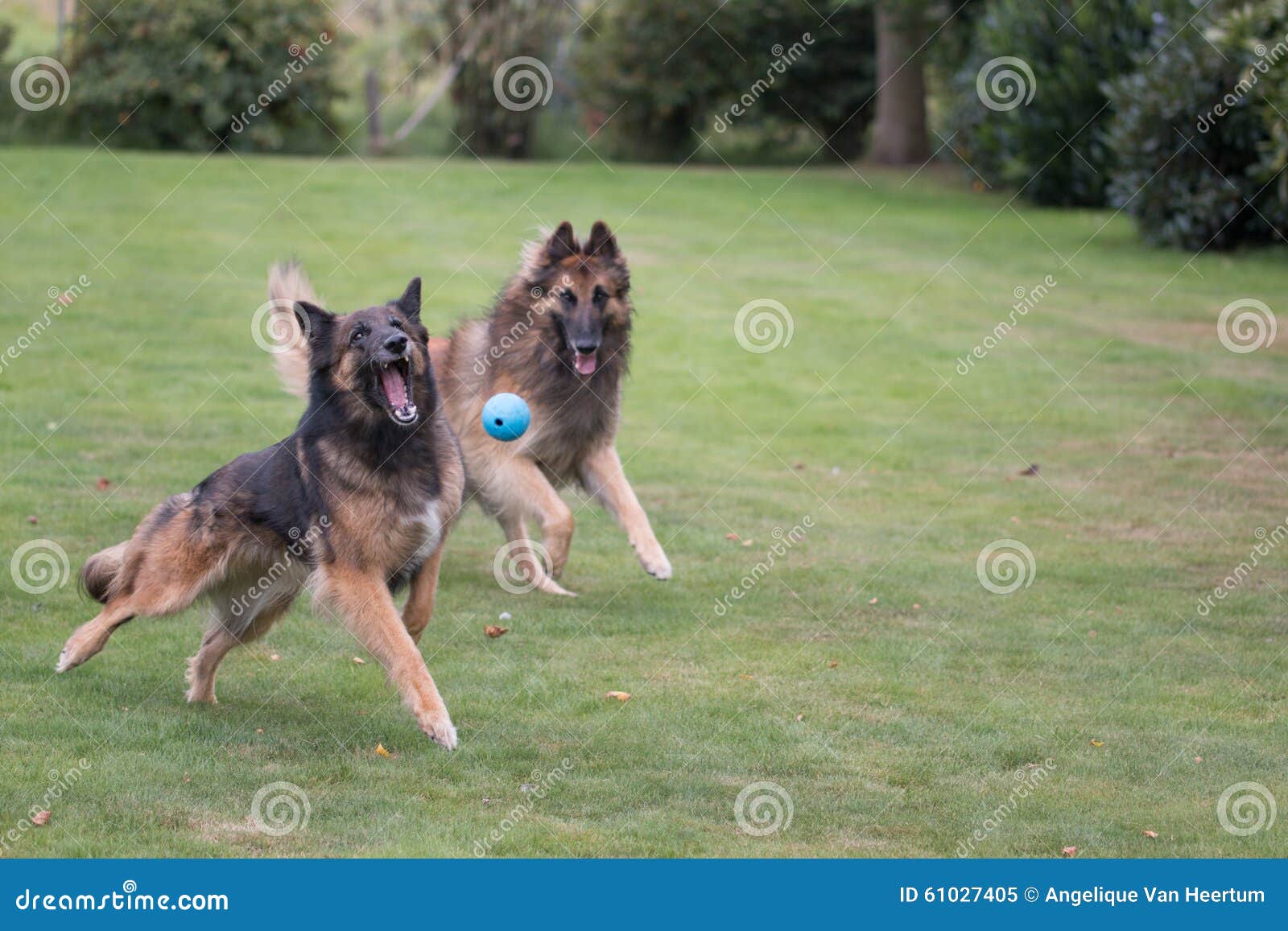 Two Dogs Running after Ball Stock Image - Image of tervueren, pair ...